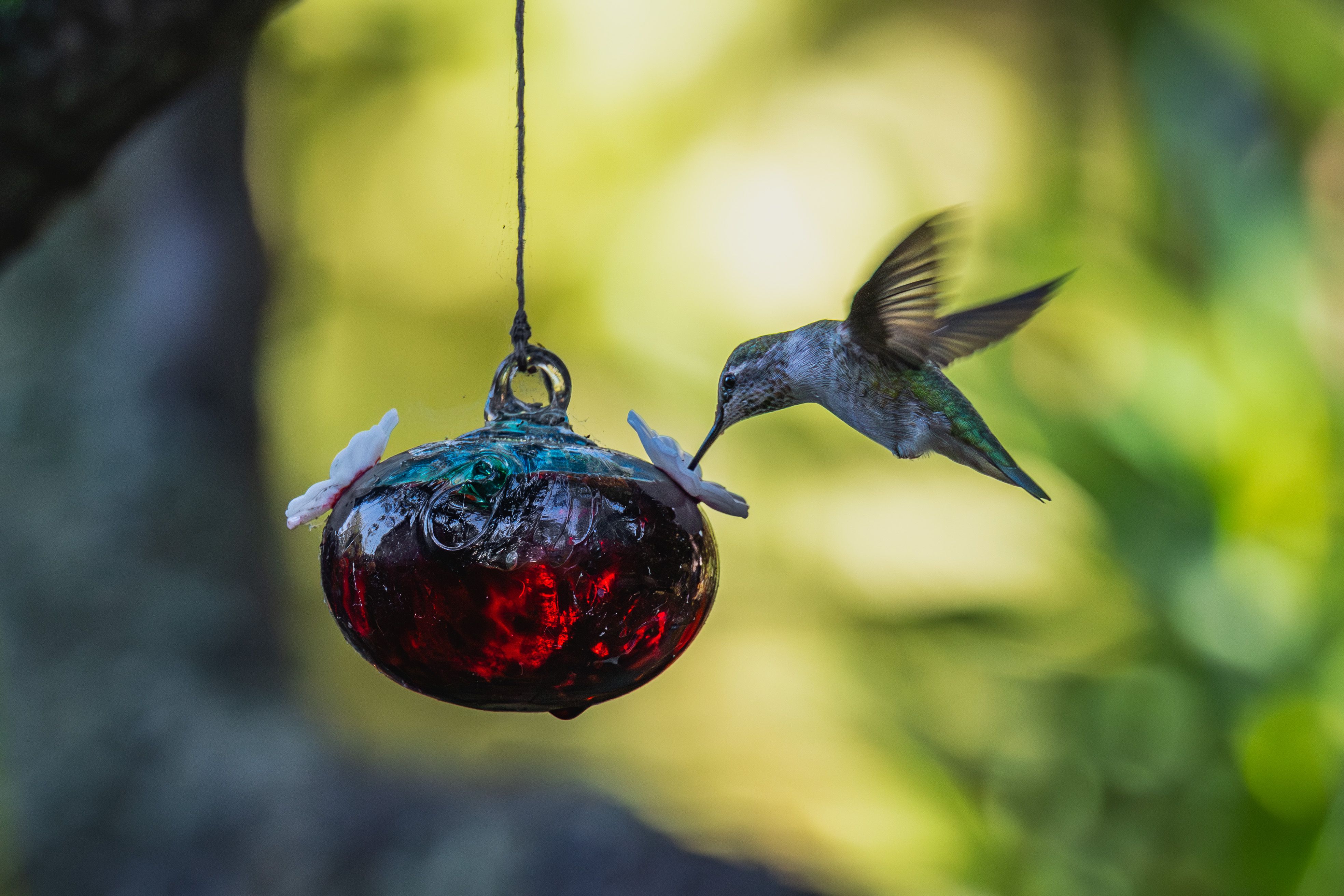 Nectar Photos, Download The BEST Free Nectar Stock Photos & HD Images