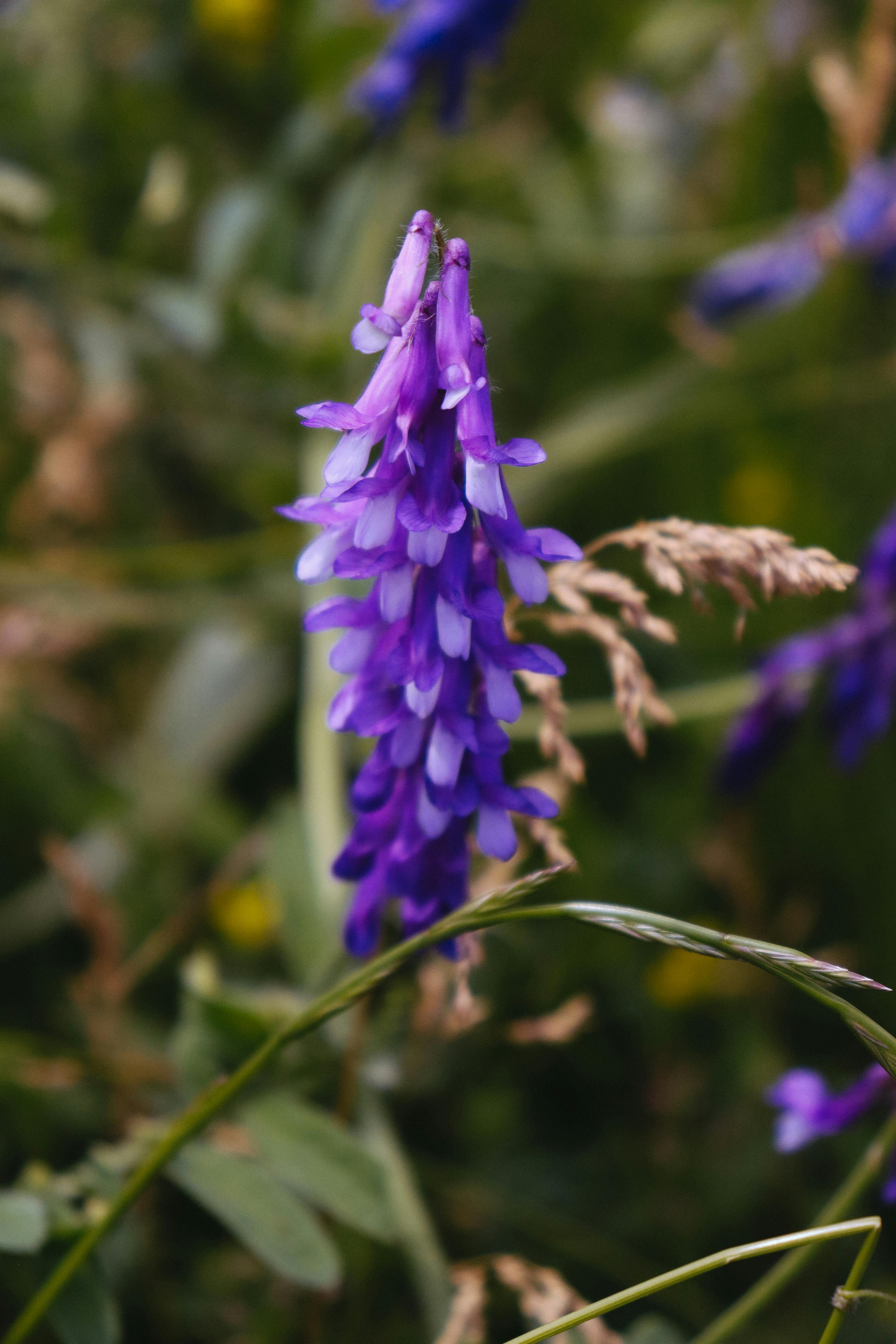 Vicia Daranutsa Imx.To Photos, Download The BEST Free Vicia Daranutsa ...