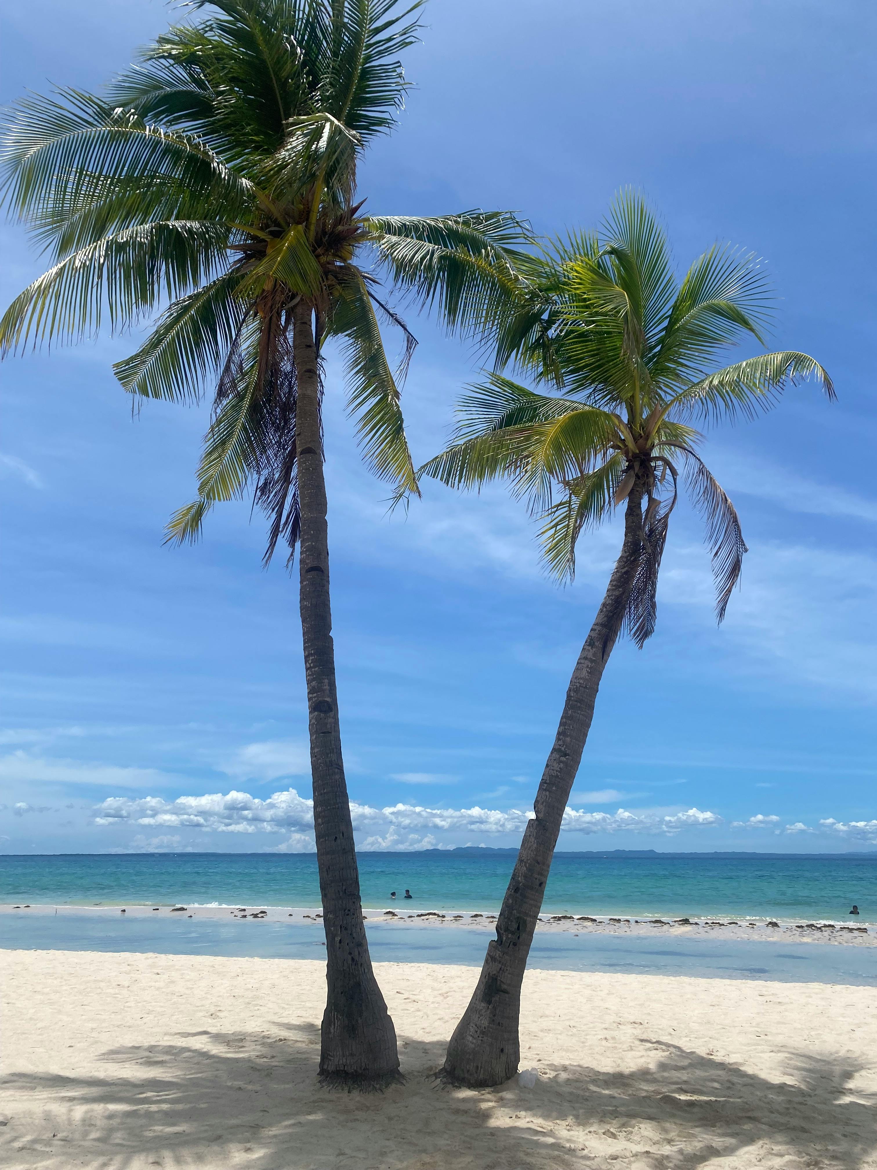 Scenic Beach and Palm Trees in the Philippines · Free Stock Photo