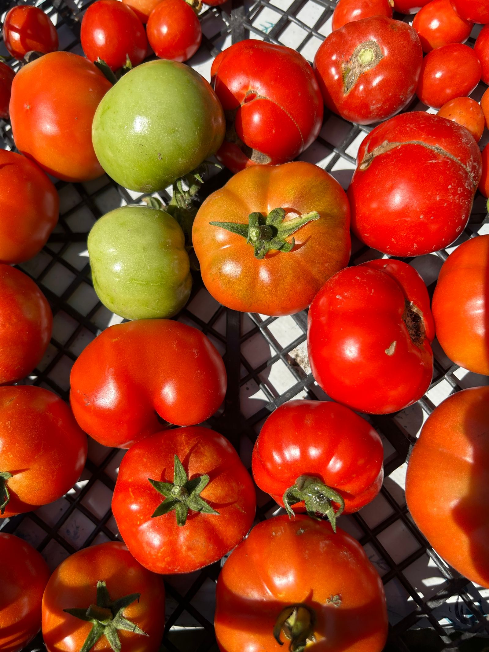 Tomato Outline Photos, Download The BEST Free Tomato Outline Stock ...
