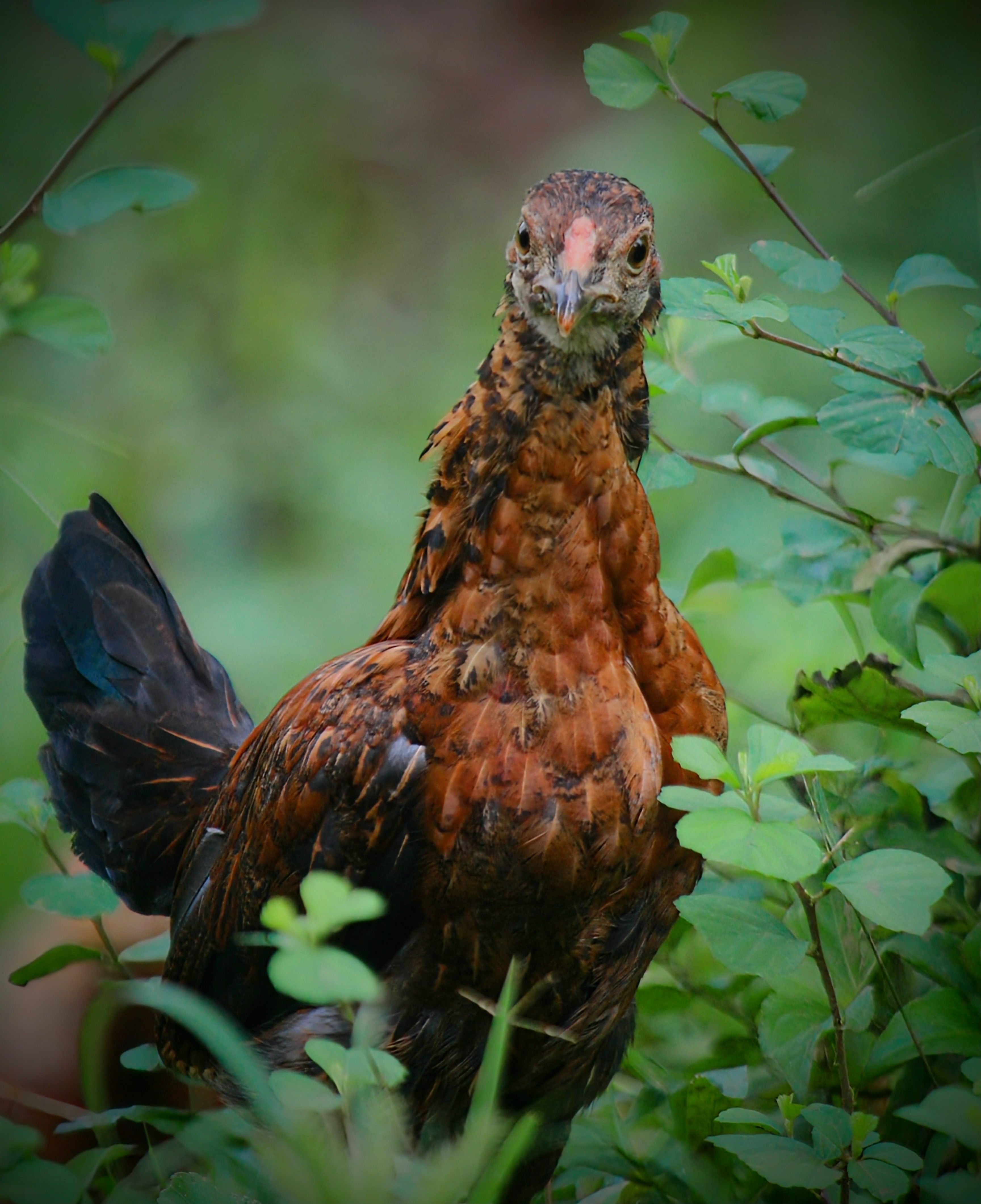 Close-up of a Brown Hen in Nature Setting · Free Stock Photo