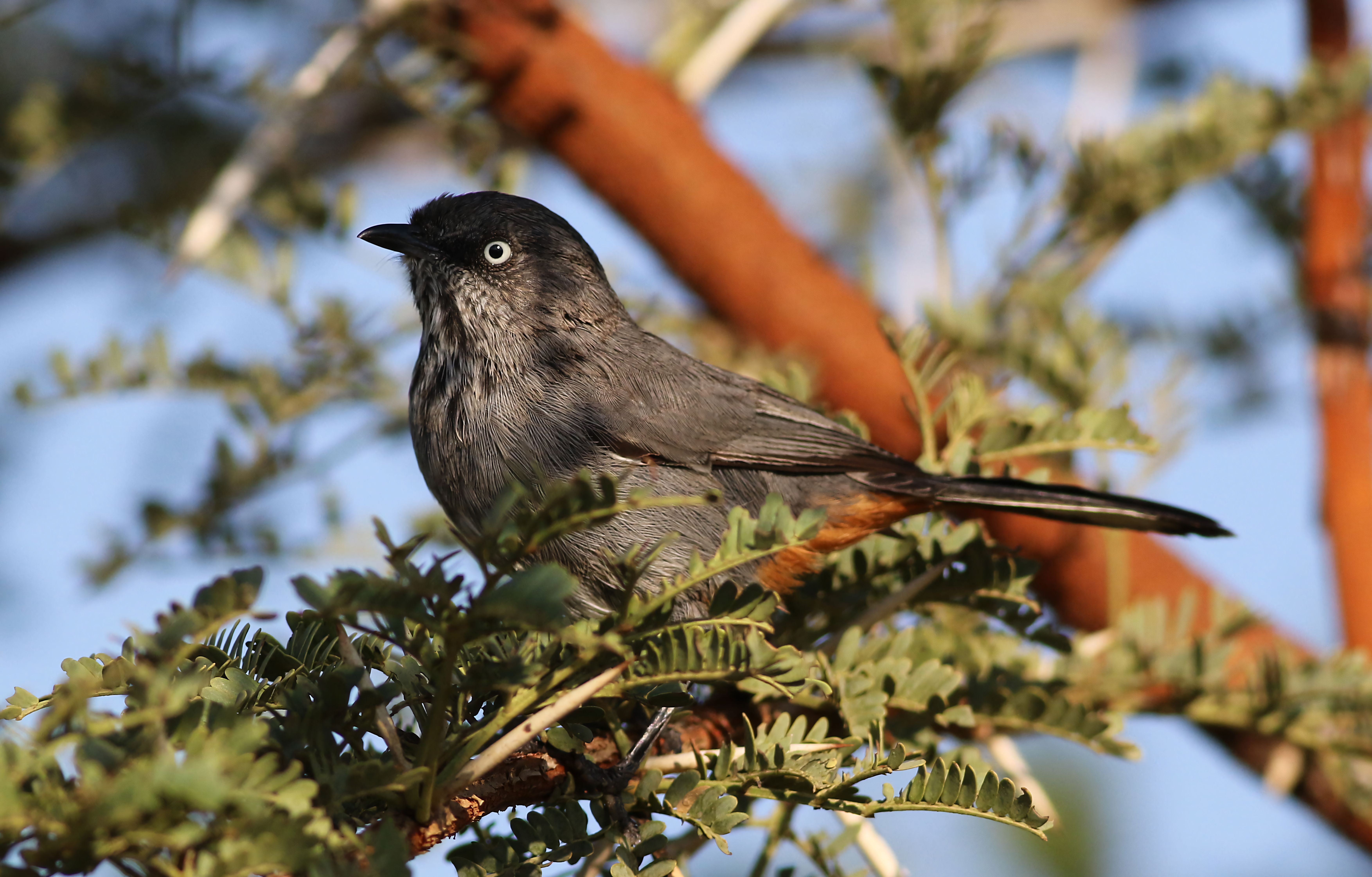 Dusky blue bird perched on leafy branch · Free Stock Photo
