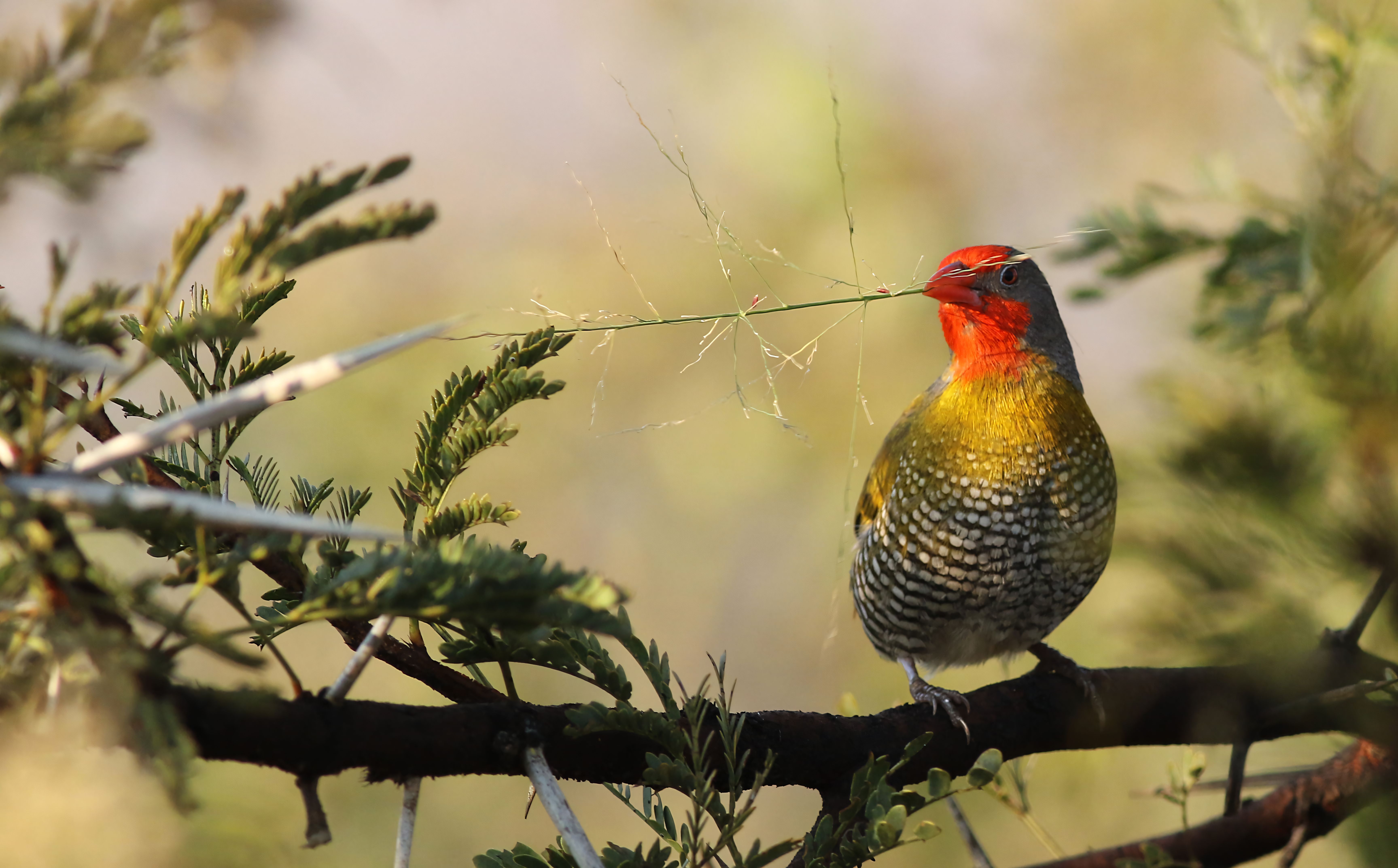 Colorful Green-winged Pytilia in Natural Habitat · Free Stock Photo