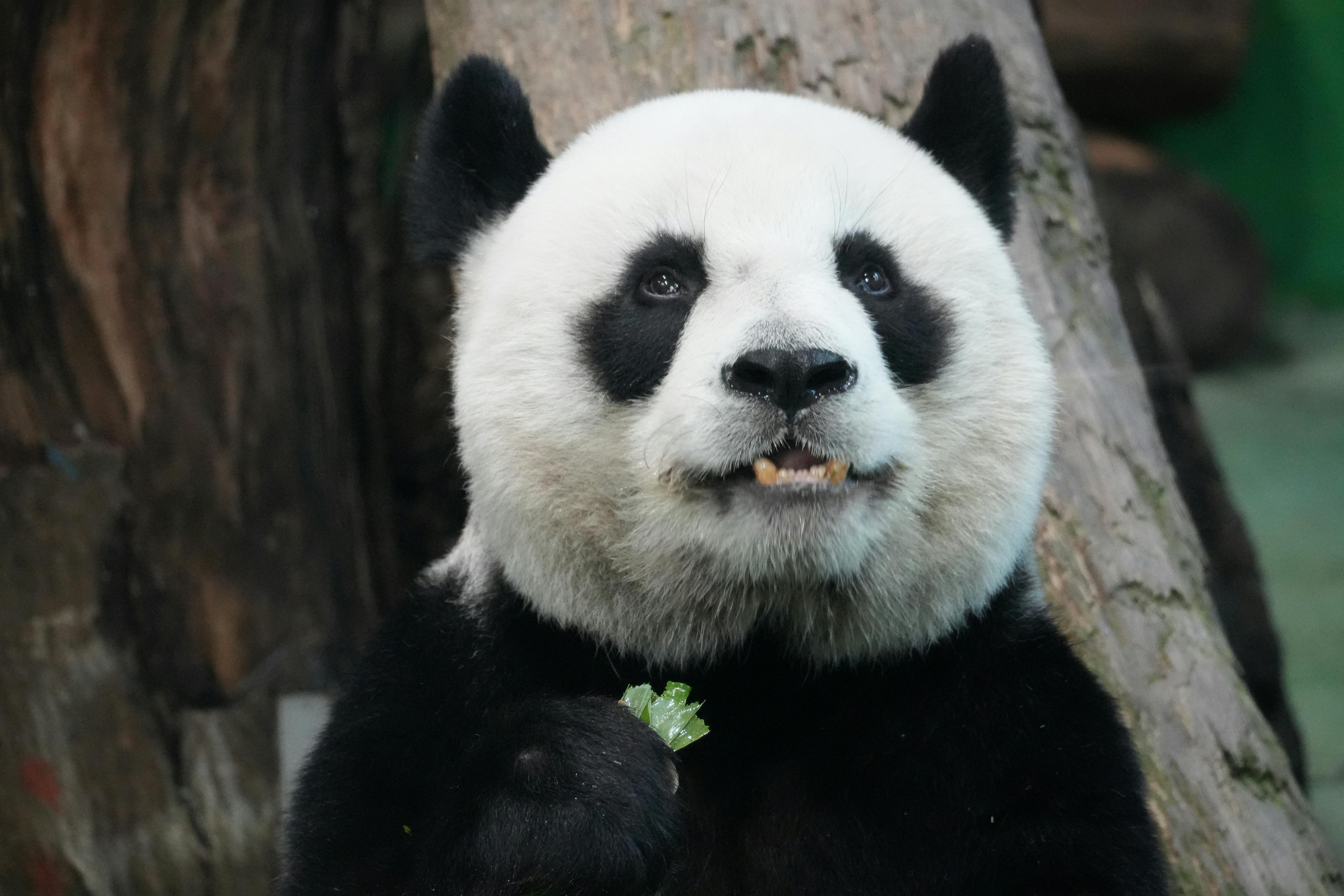 Panda Black And White Photos, Download The BEST Free Panda Black And ...