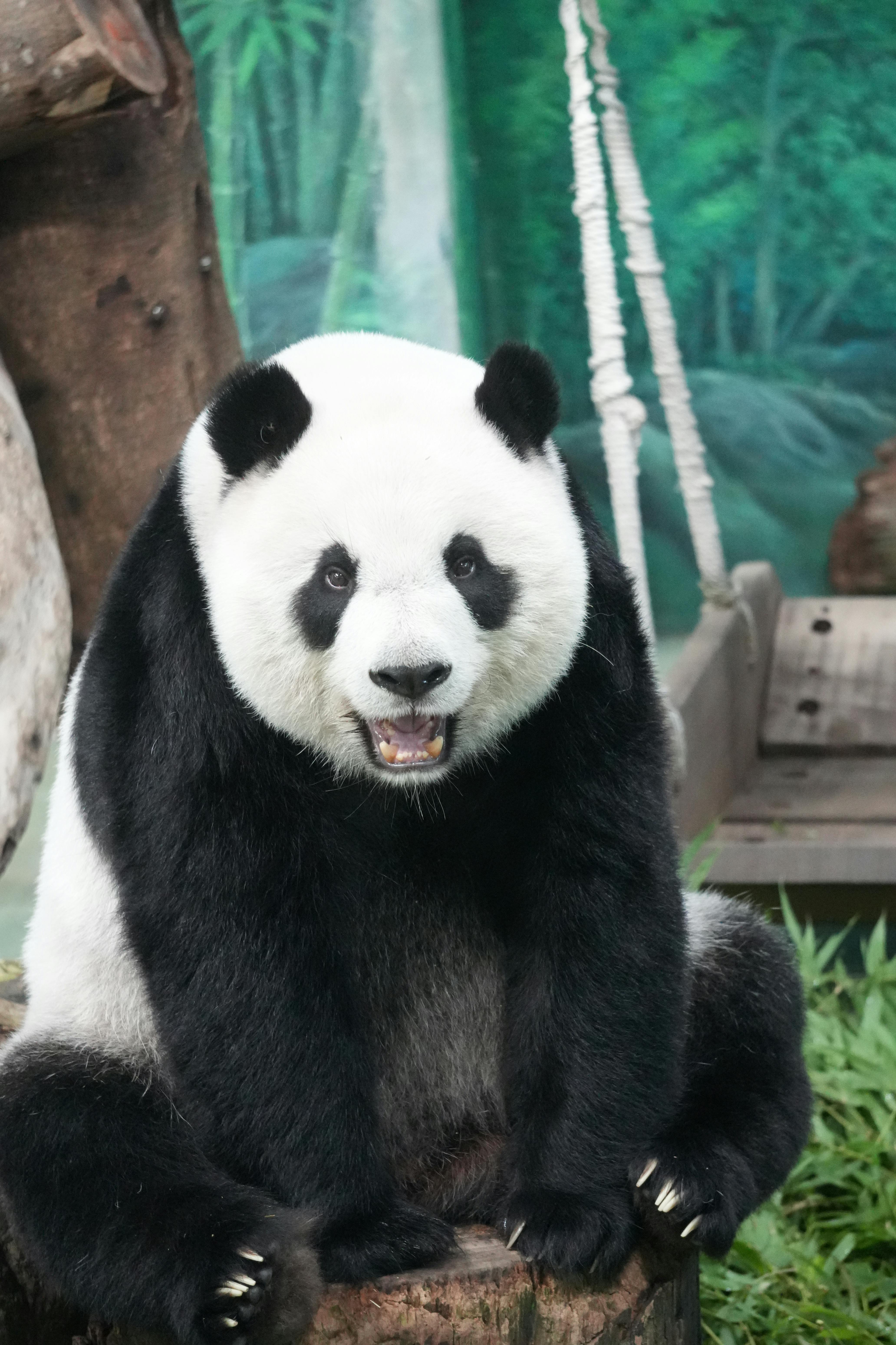 Cute Cartoon Panda Black Background Photos, Download The BEST Free Cute ...