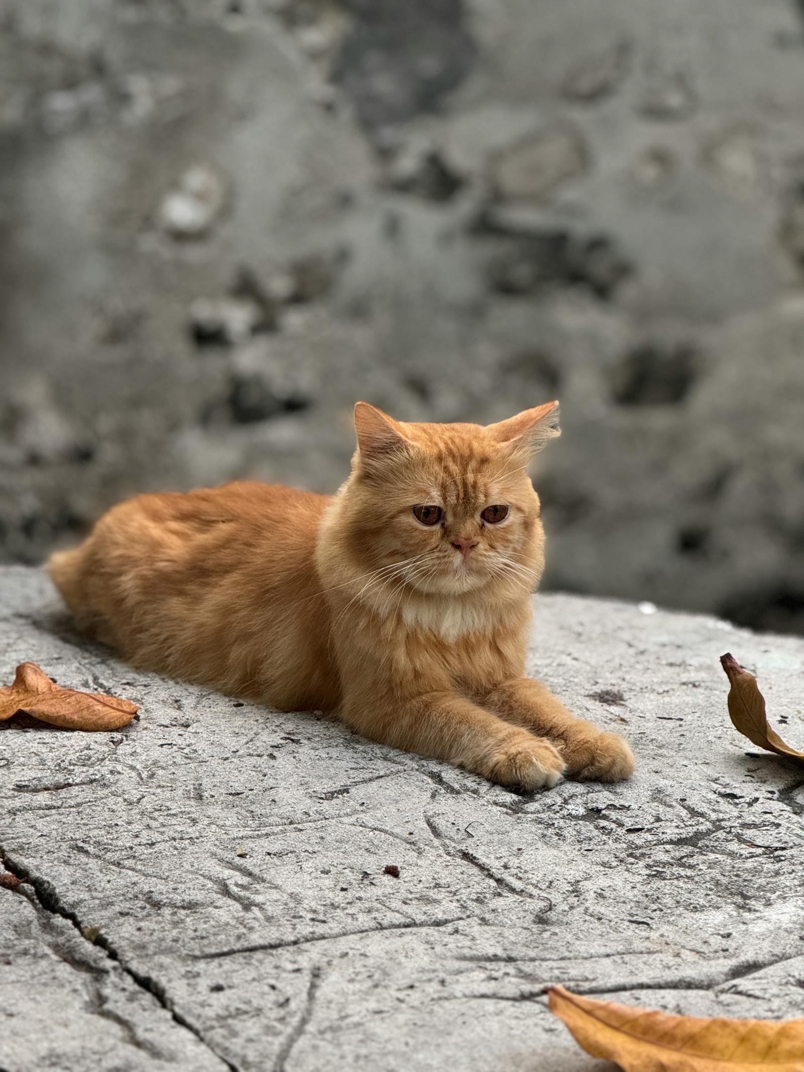 Ginger Cat Photos, Download The BEST Free Ginger Cat Stock Photos & HD ...