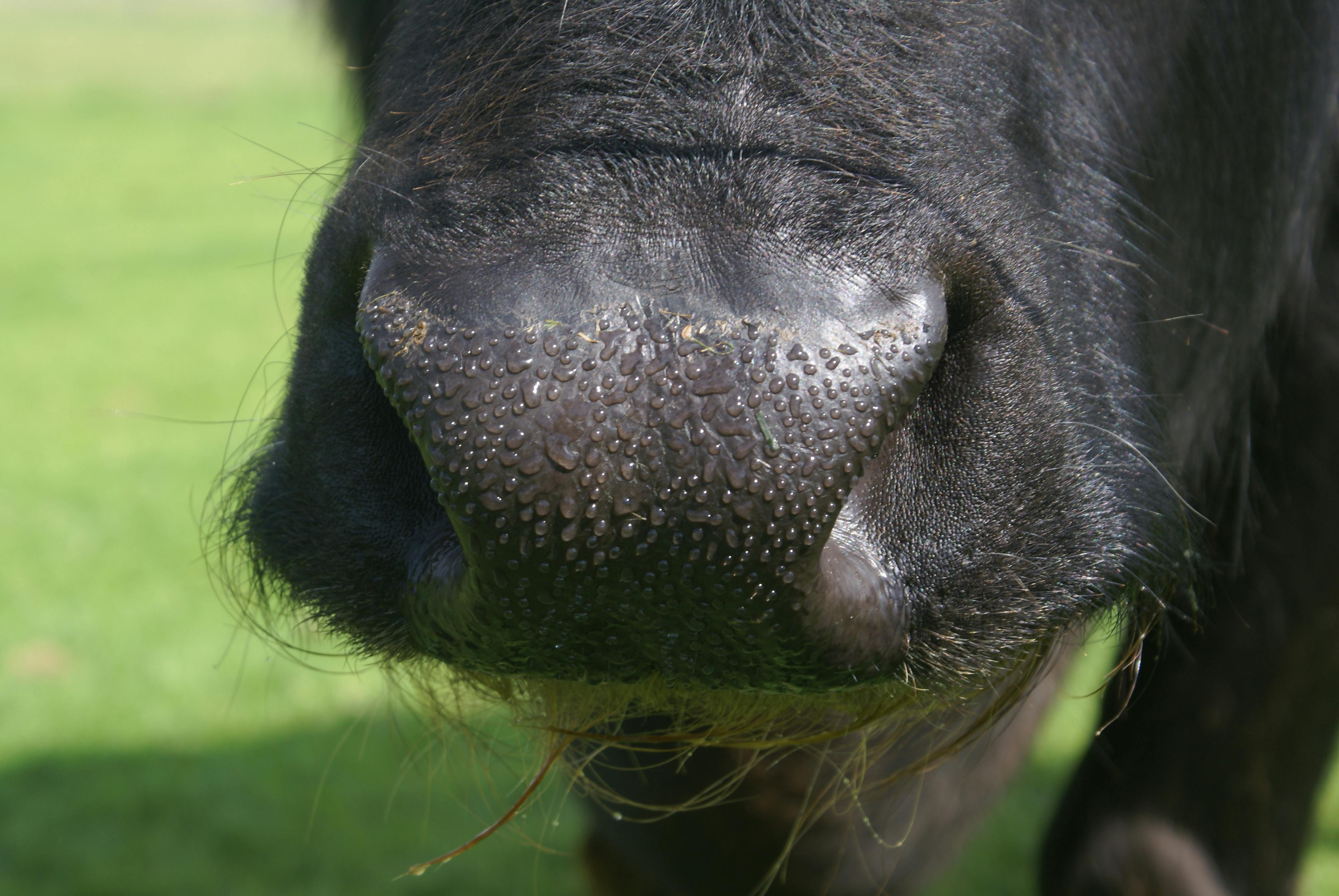 Free stock photo of Baffalo Nose, buffalo, nose