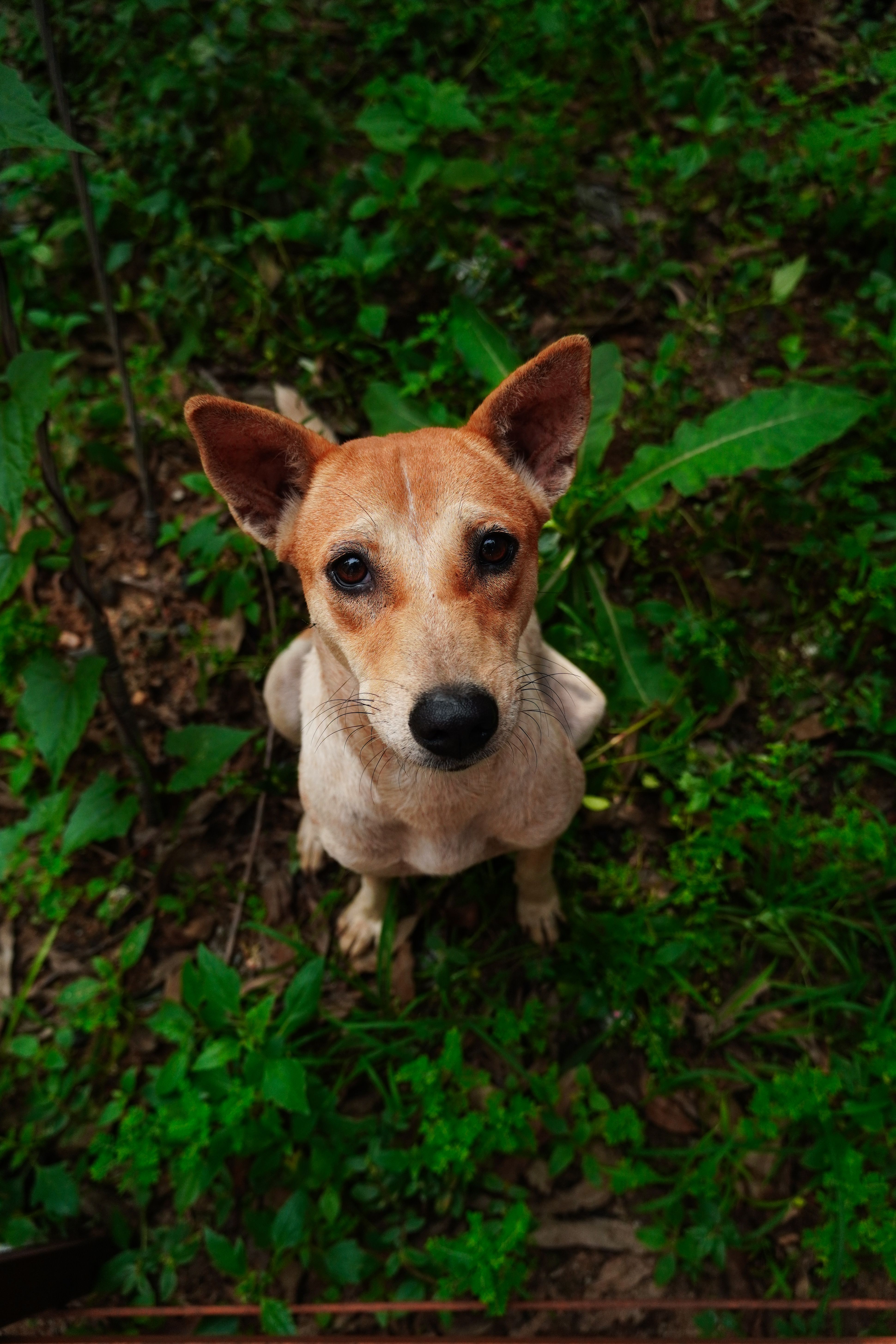 Adorable Dog in Lush Greenery · Free Stock Photo