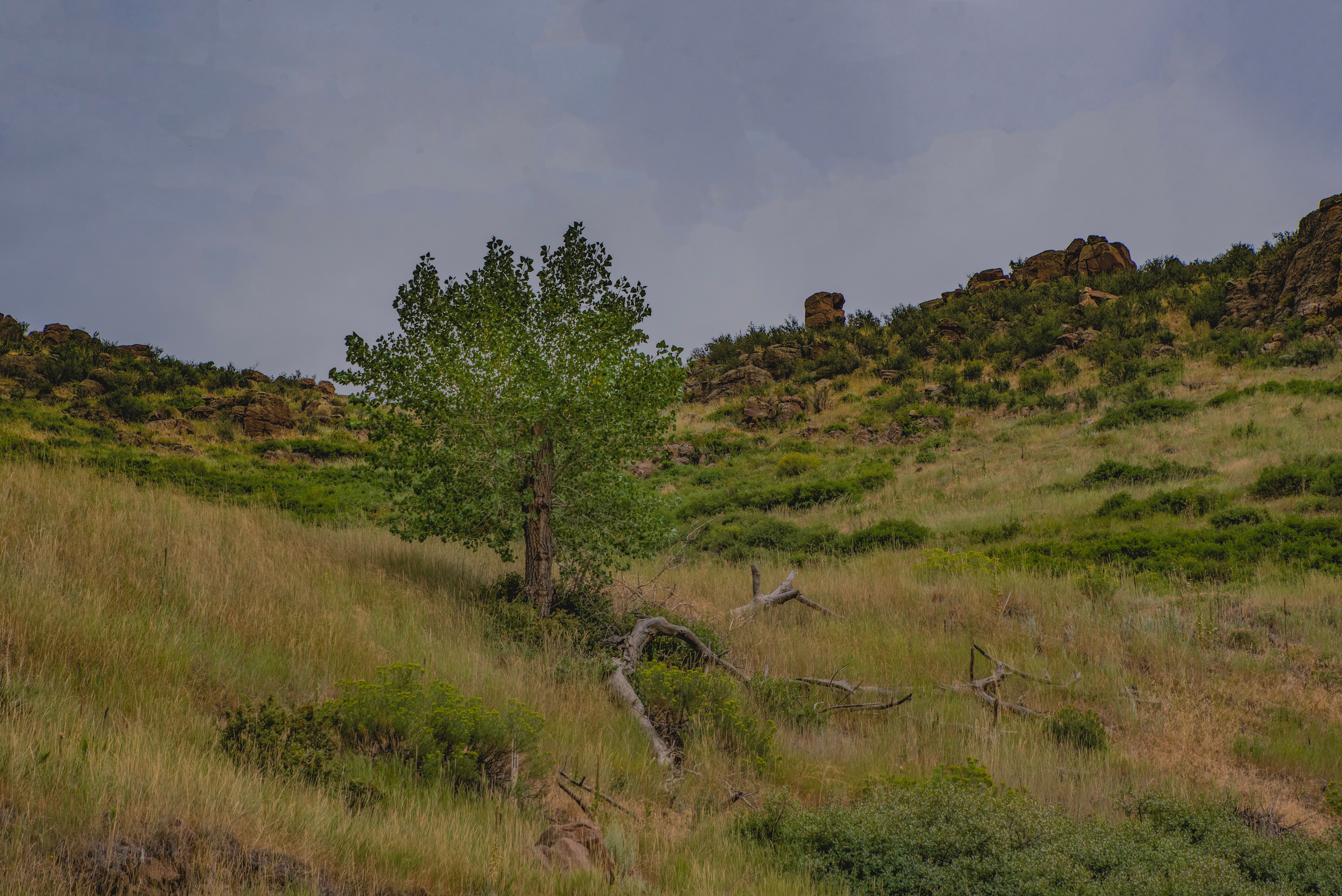 Scenic Colorado Countryside Landscape with Tree · Free Stock Photo