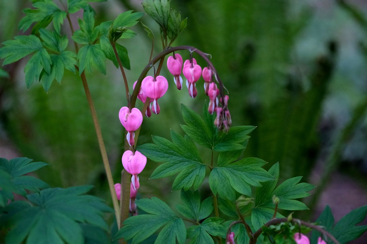100 000+ Fleurs En Forme De Coeur banque d’images et photos libres de ...