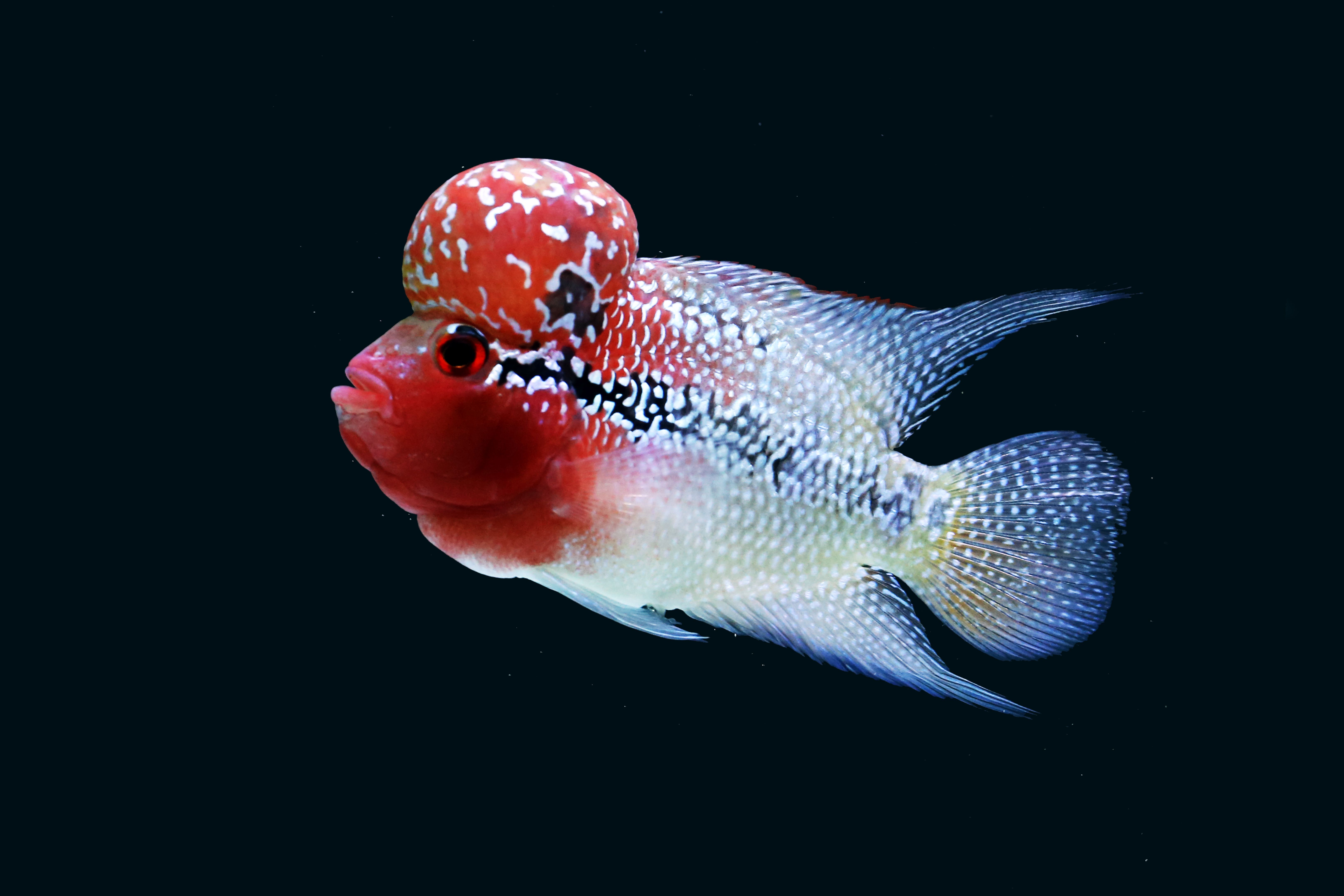 Close Up of a Red Siamese Fighting Fish · Free Stock Photo