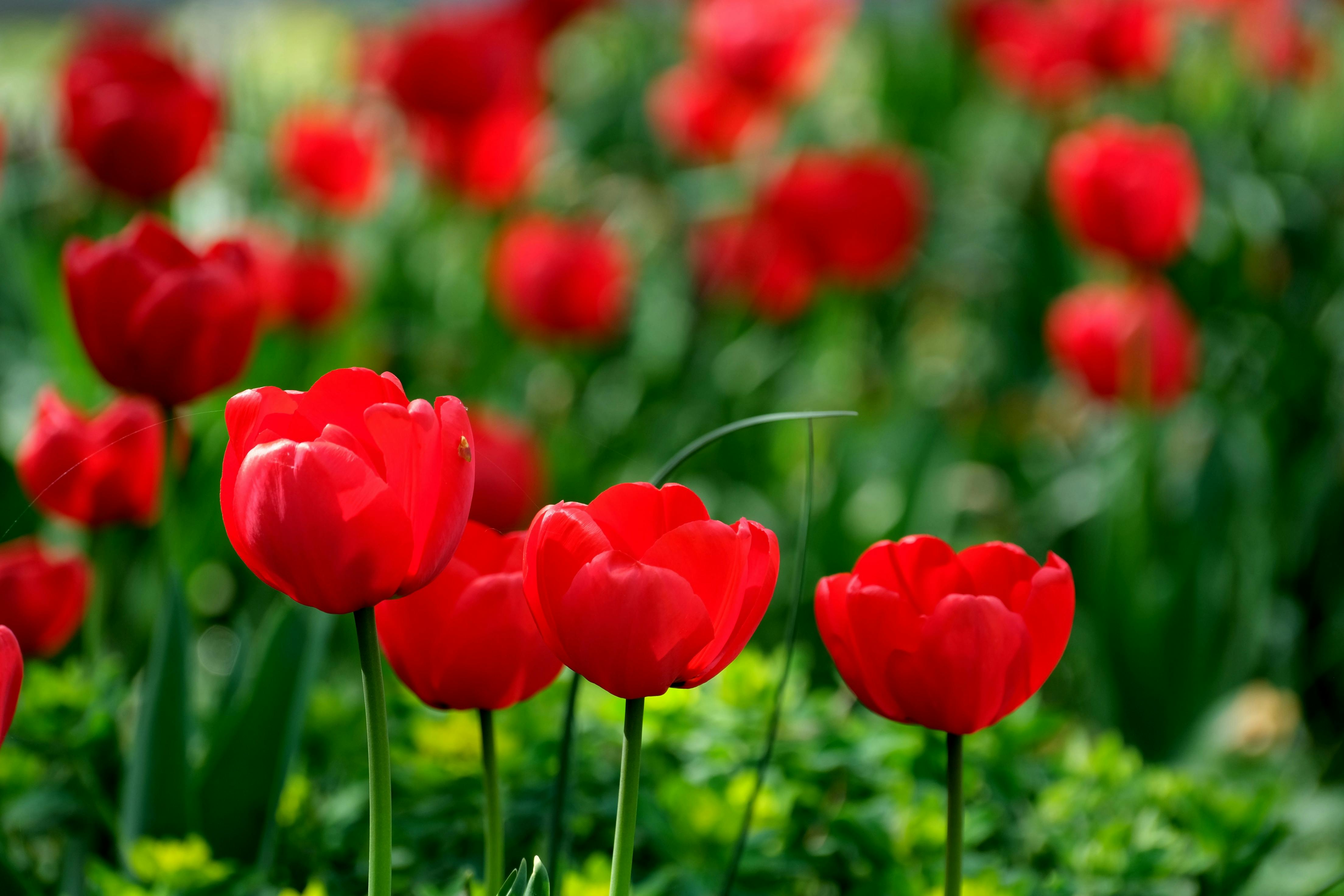 Foto de stock gratuita sobre al aire libre, amante de la naturaleza ...