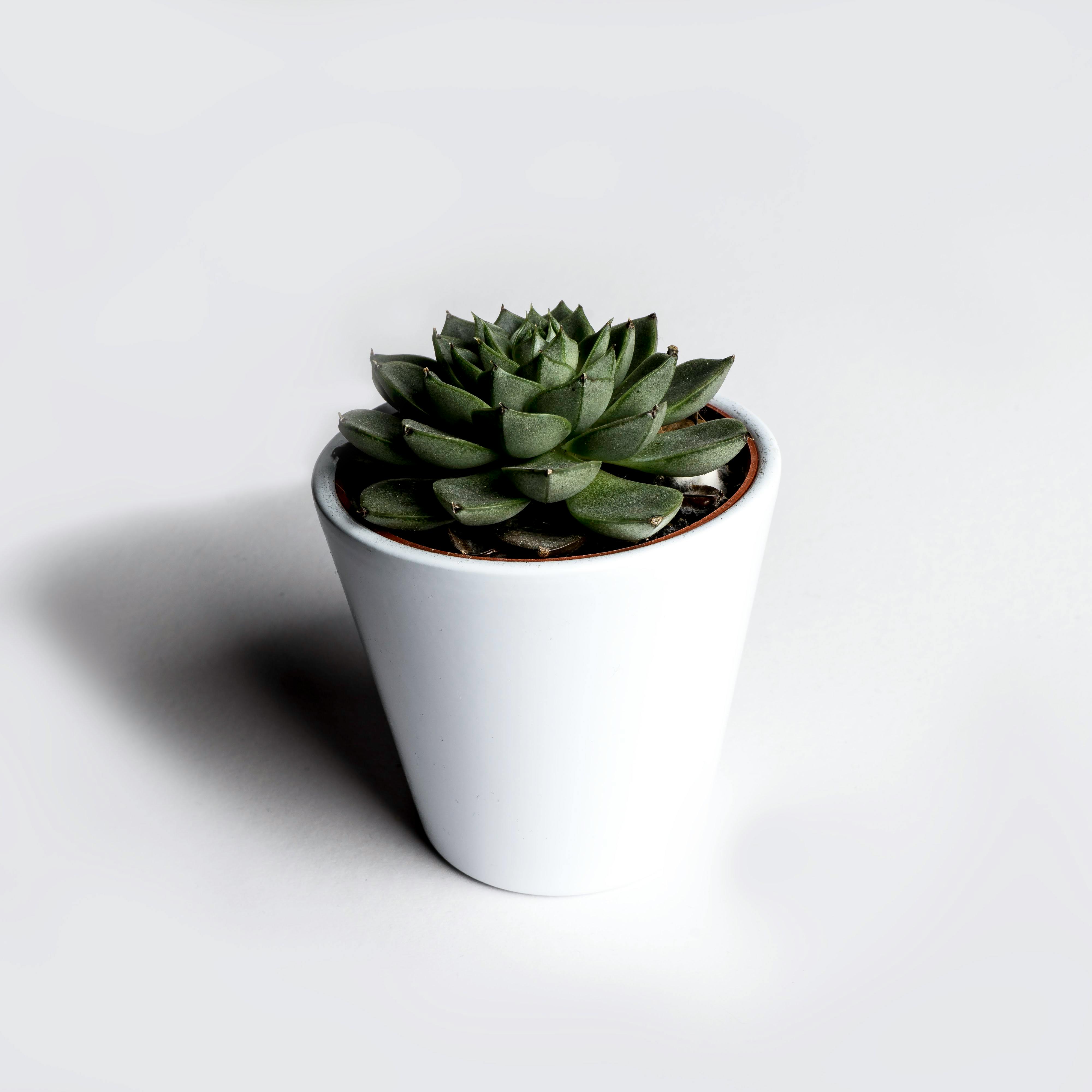 Ryan Elson - Fotografía