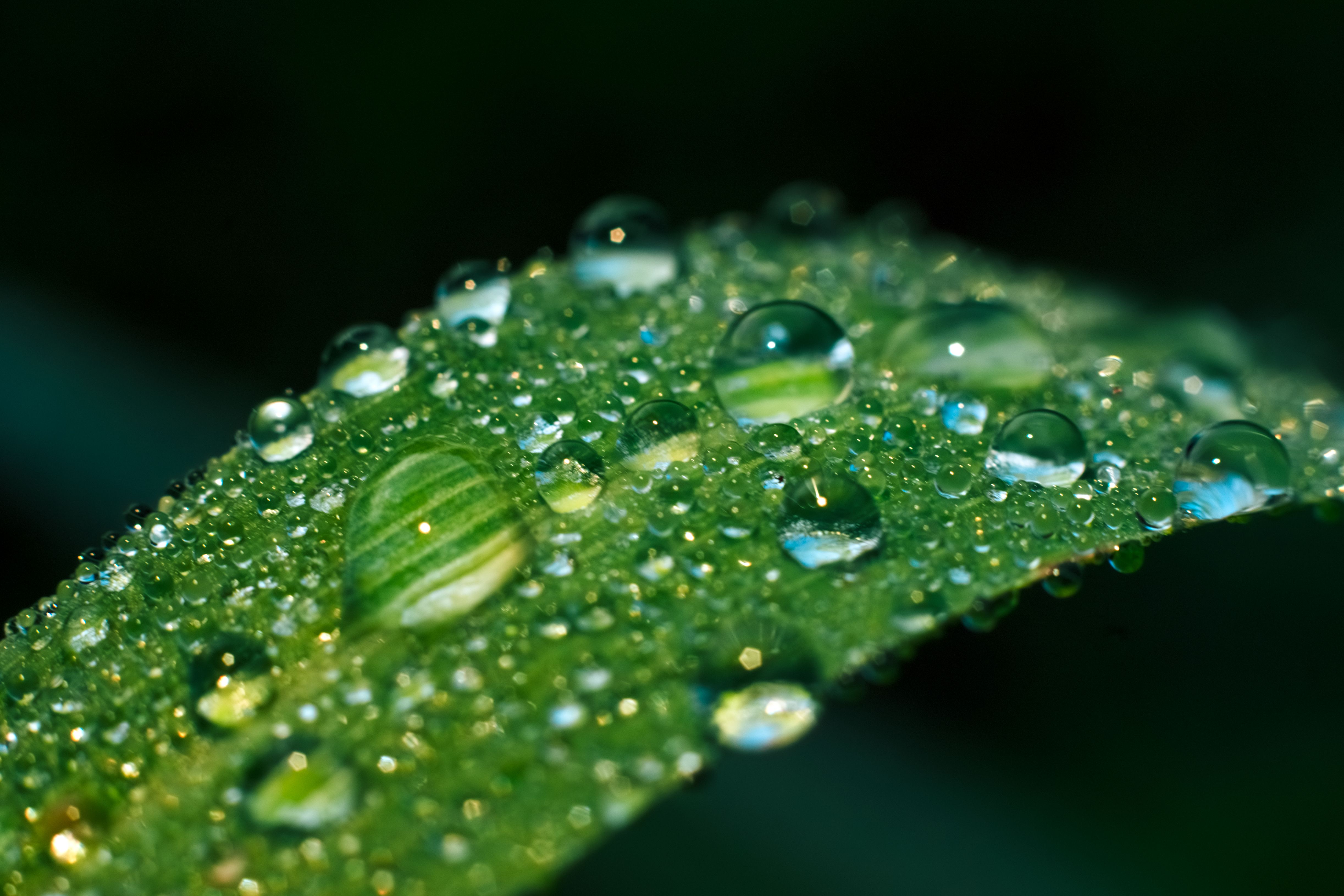 Close-up of Dew on Green Leaf in Nature · Free Stock Photo