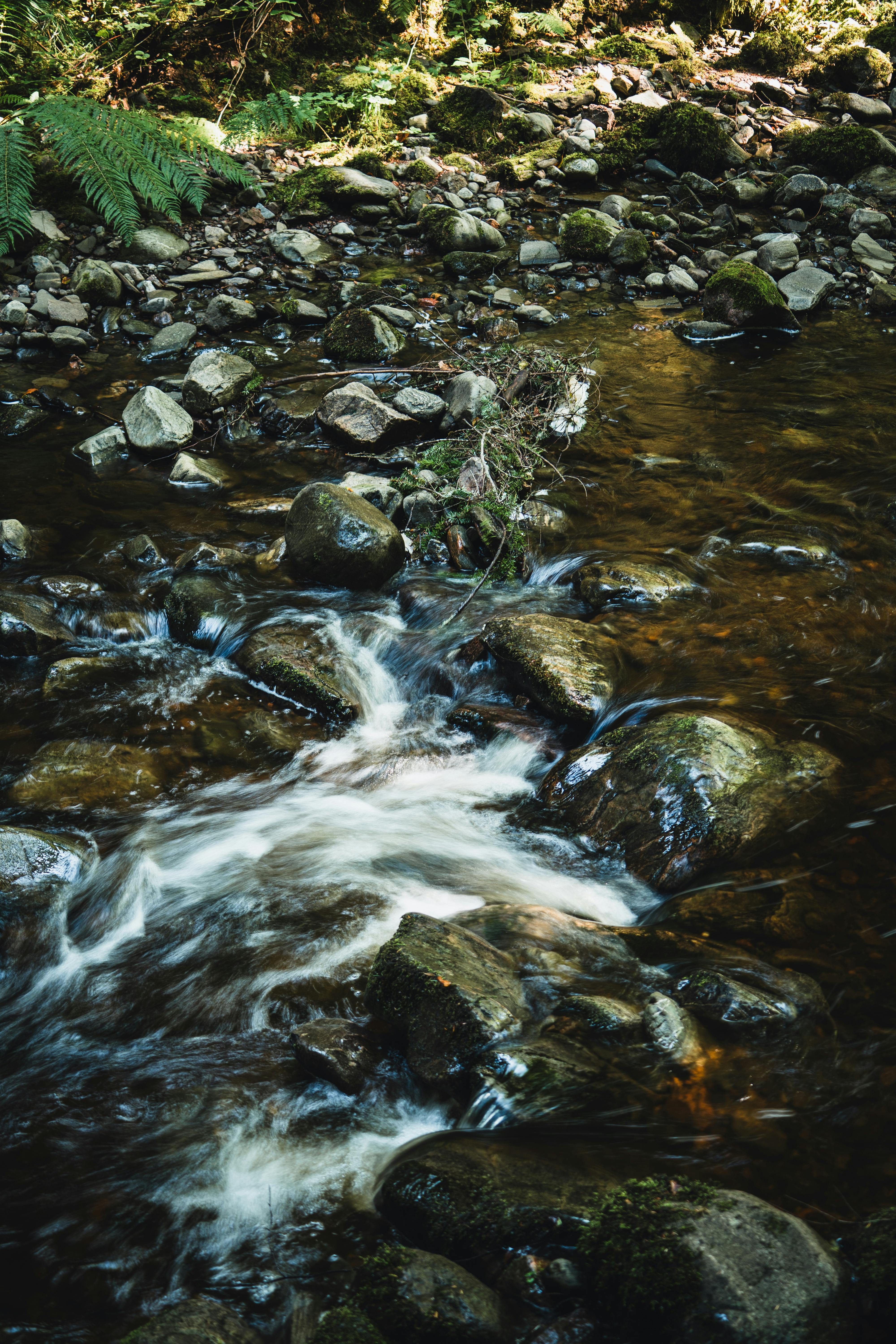 Ücretsiz 35 mm kamera, açık hava, ağaçlar, akarsu, analog, asya ...