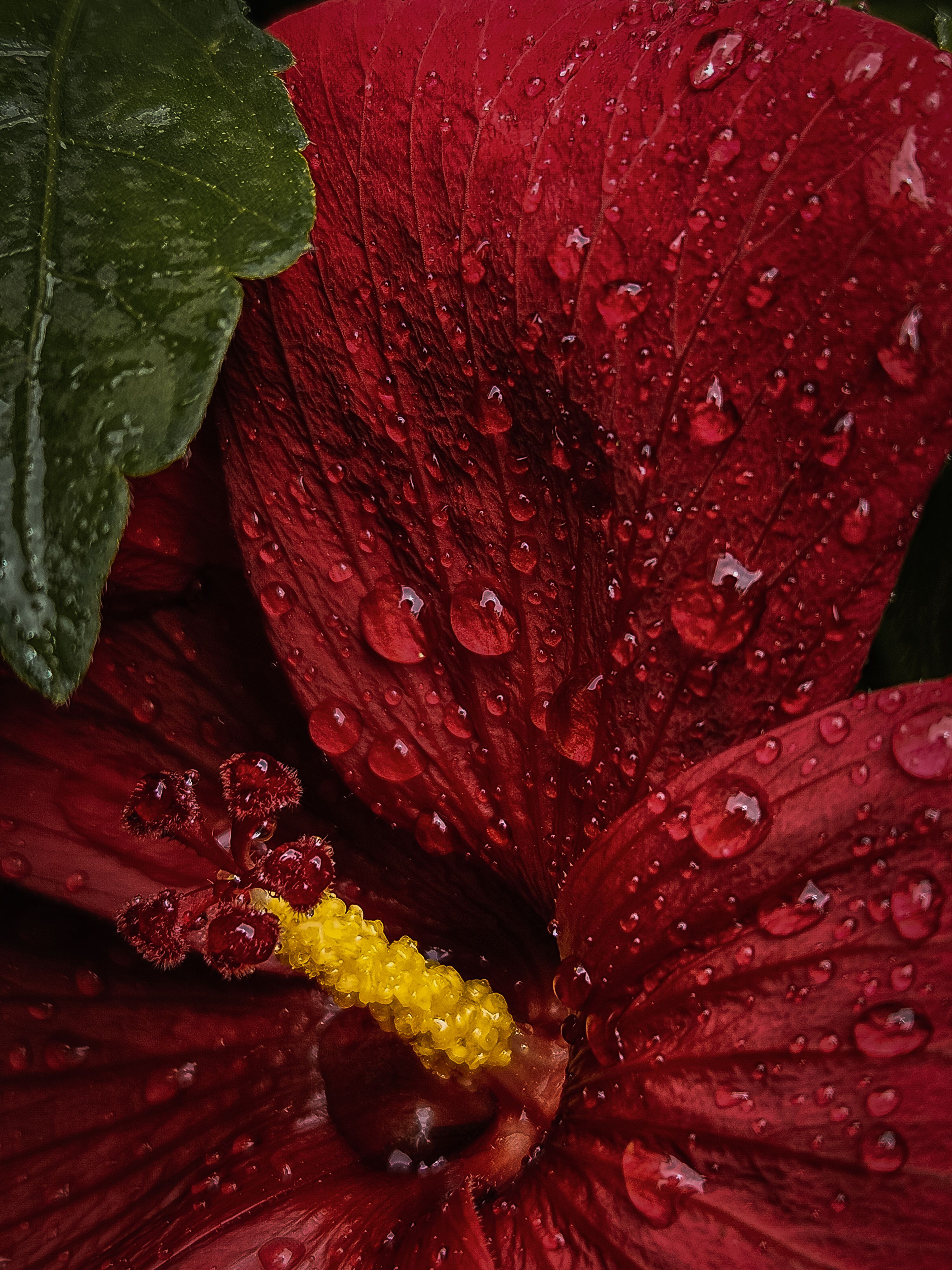 Scotland Flora Photos, Download The BEST Free Scotland Flora Stock ...