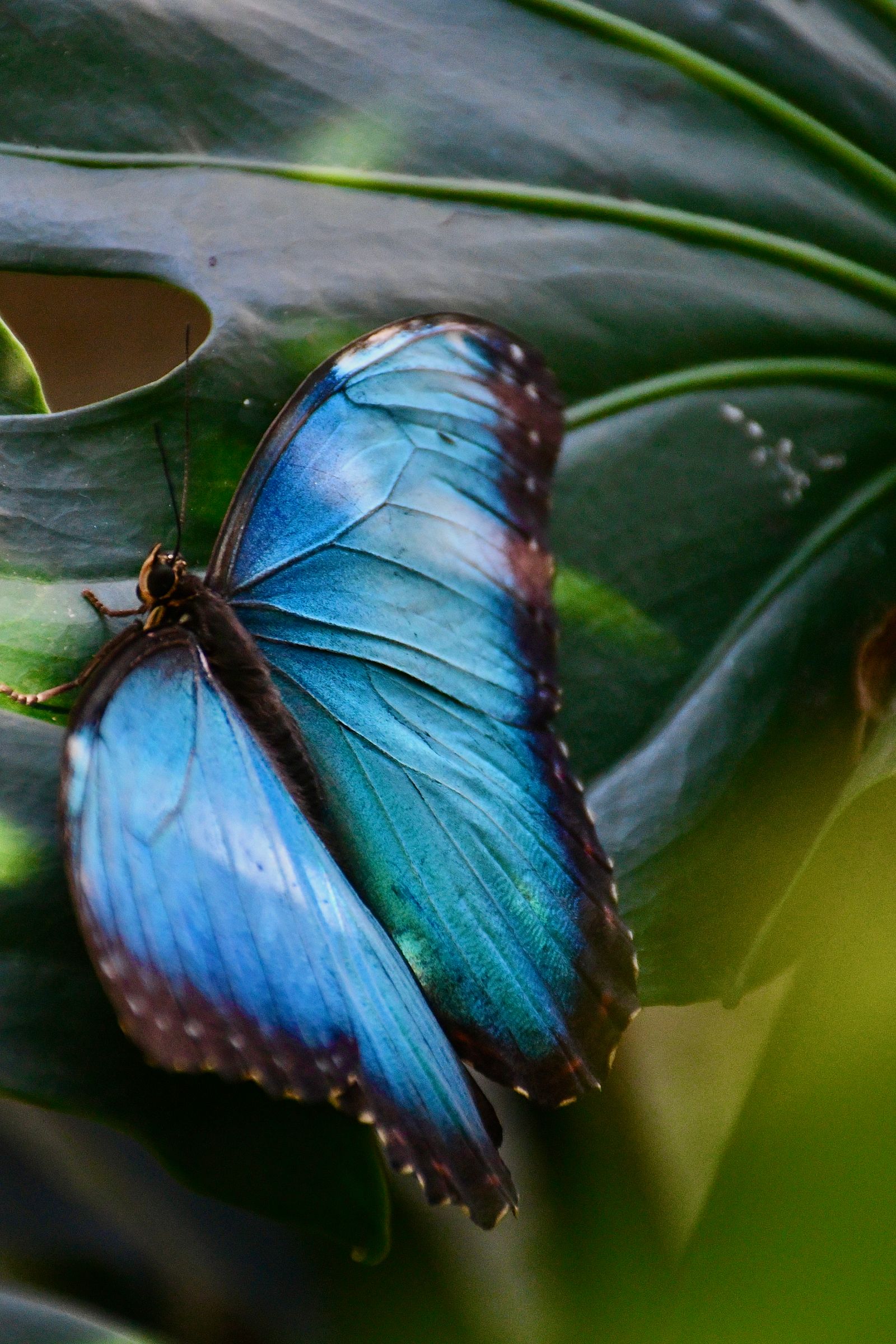 Colorful Blue Butterfly Photos, Download The BEST Free Colorful Blue ...