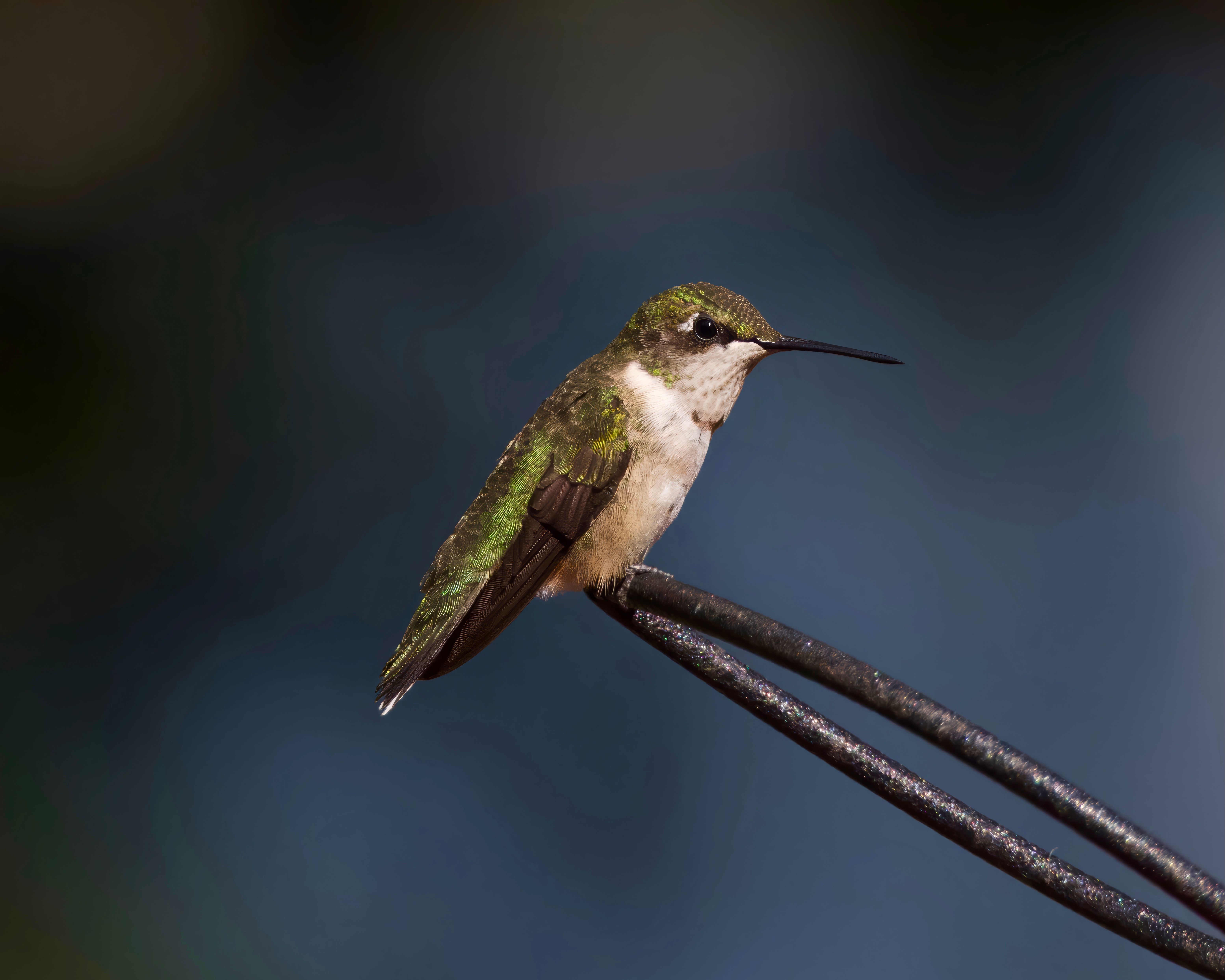 Close Up Shot of a Bird · Free Stock Photo