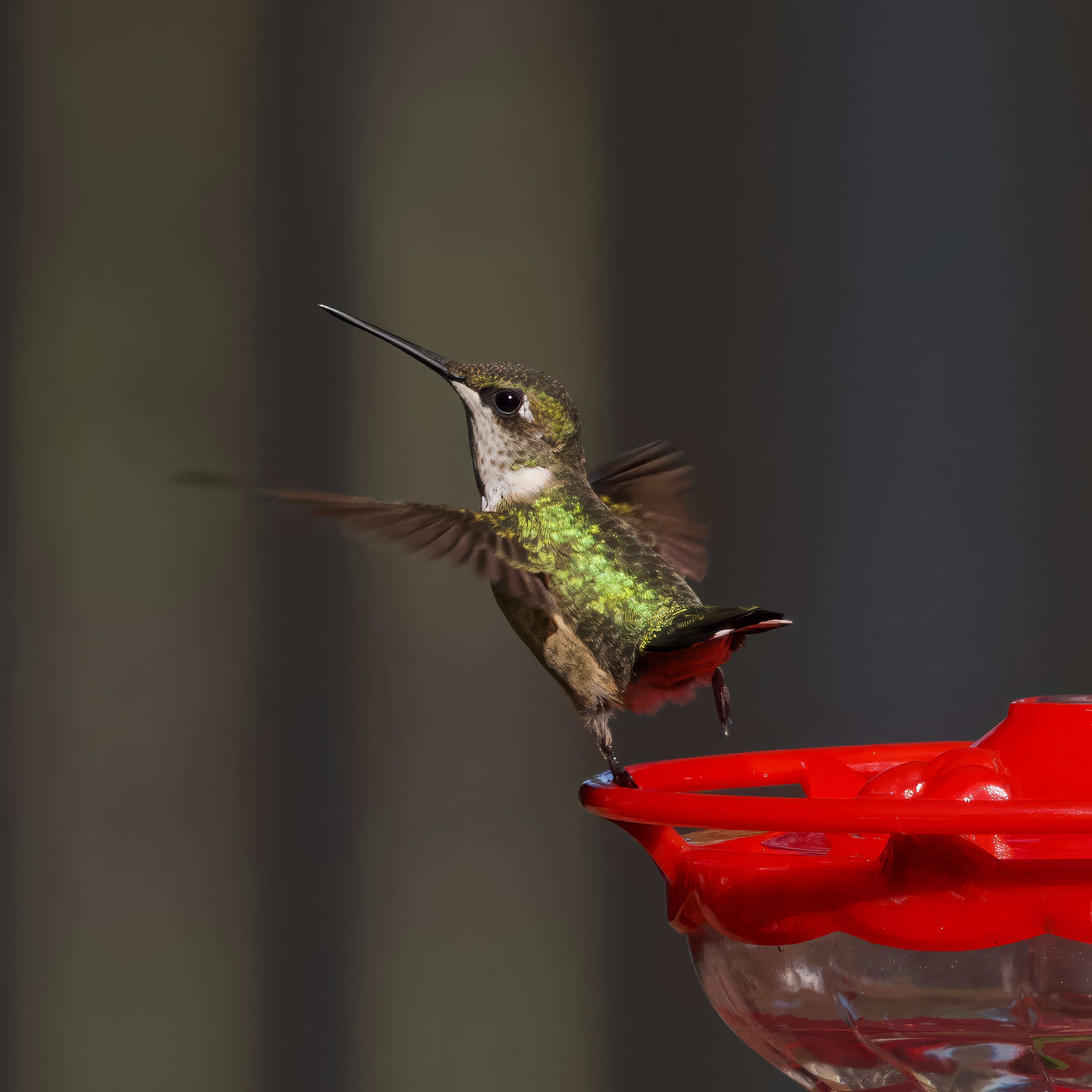 Green and White Humming Bird Flying · Free Stock Photo