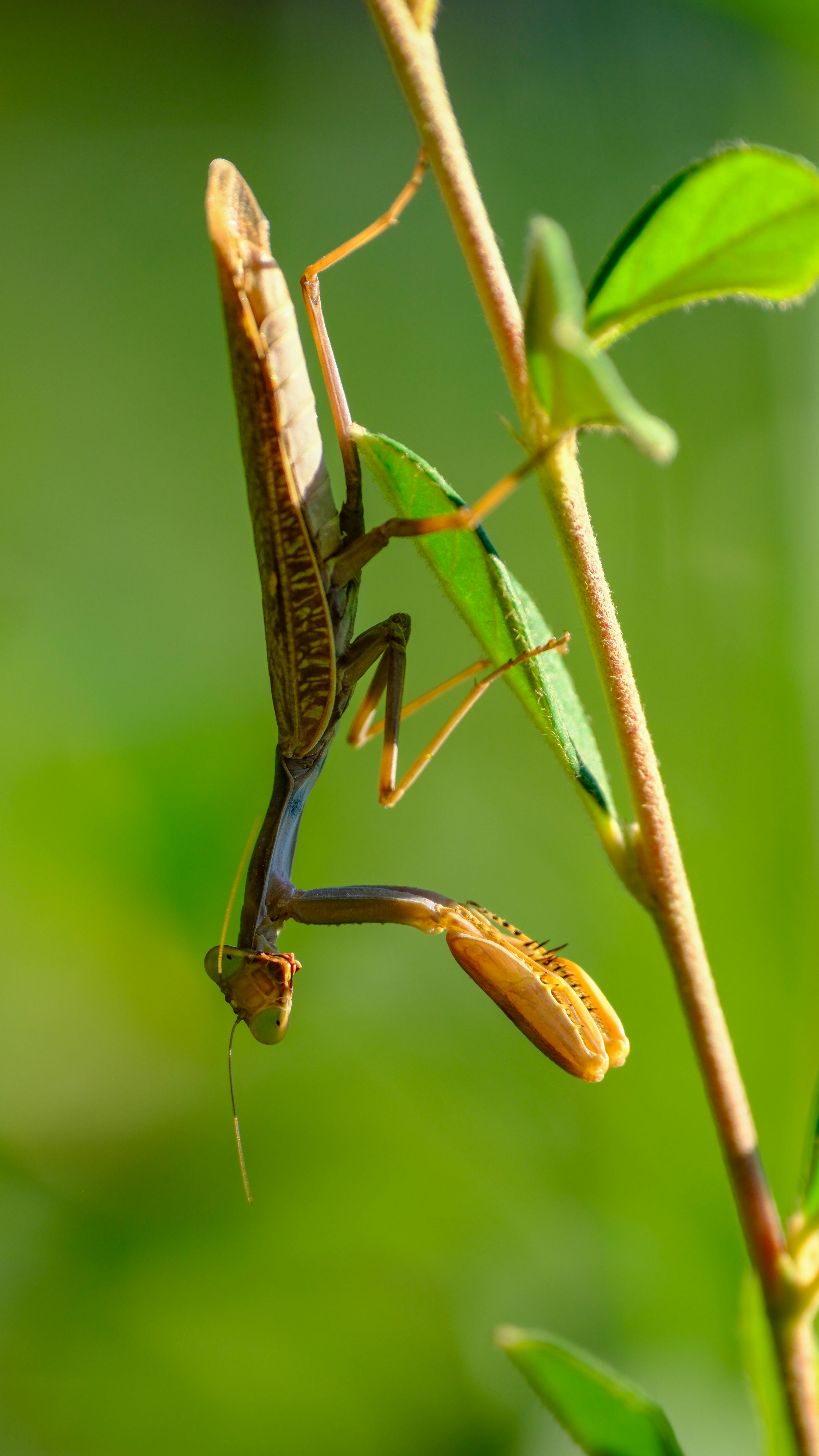 Praying Mantis on Leaf in Bursa, Türkiye · Free Stock Photo
