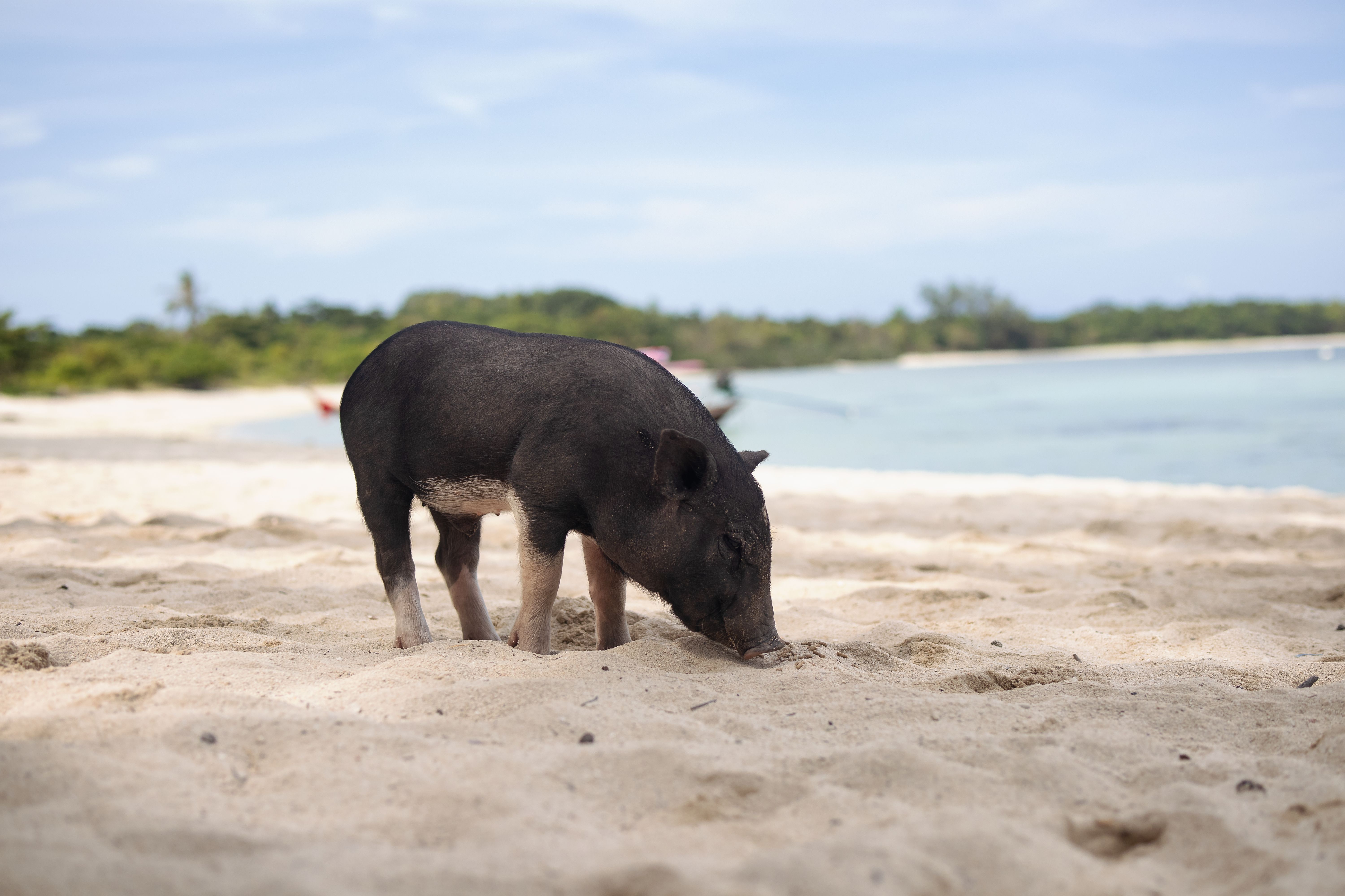 Wild Pig on Tropical Beach Scenery · Free Stock Photo