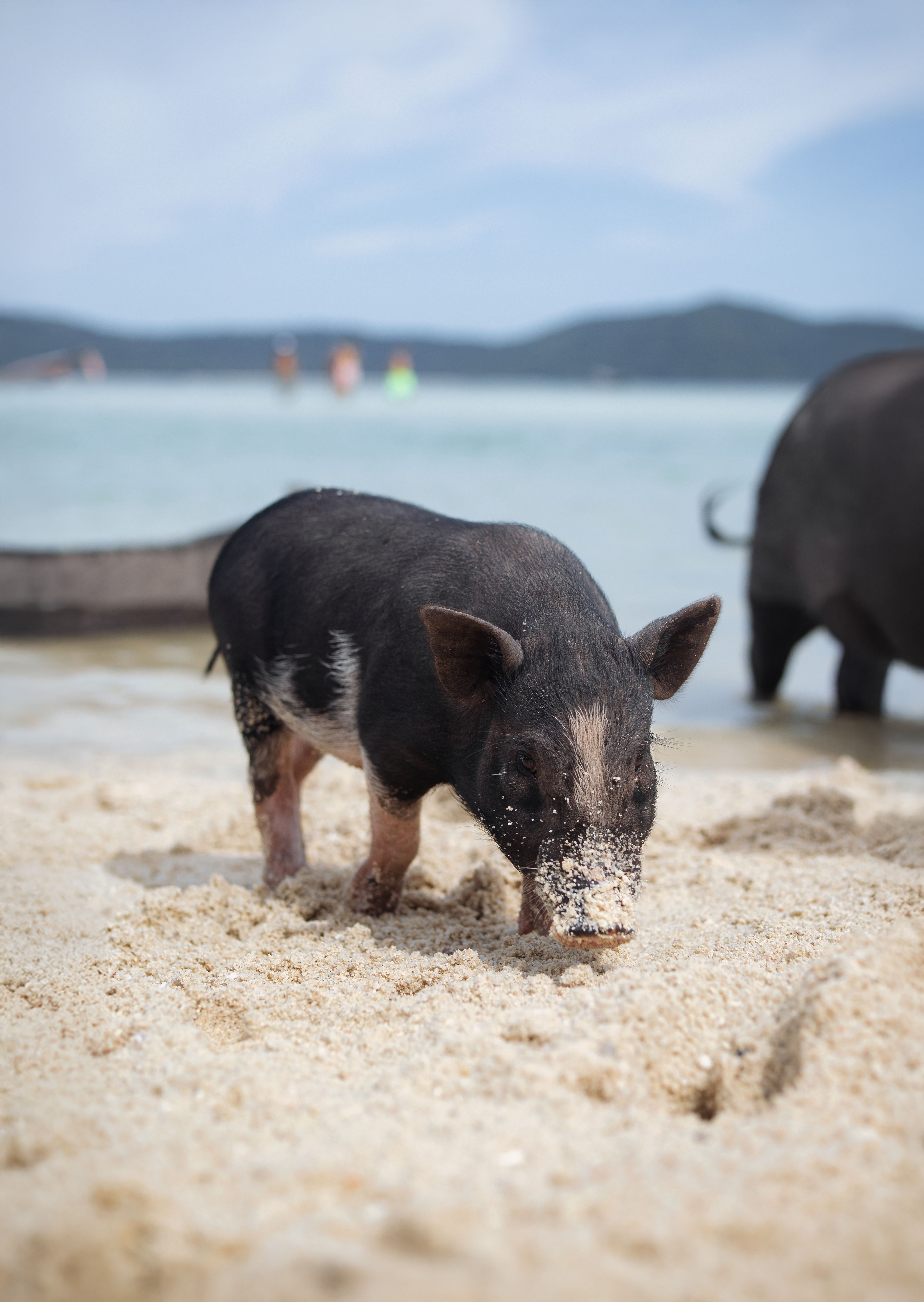 Piglet Enjoying a Sandy Beach Day at the Shore · Free Stock Photo