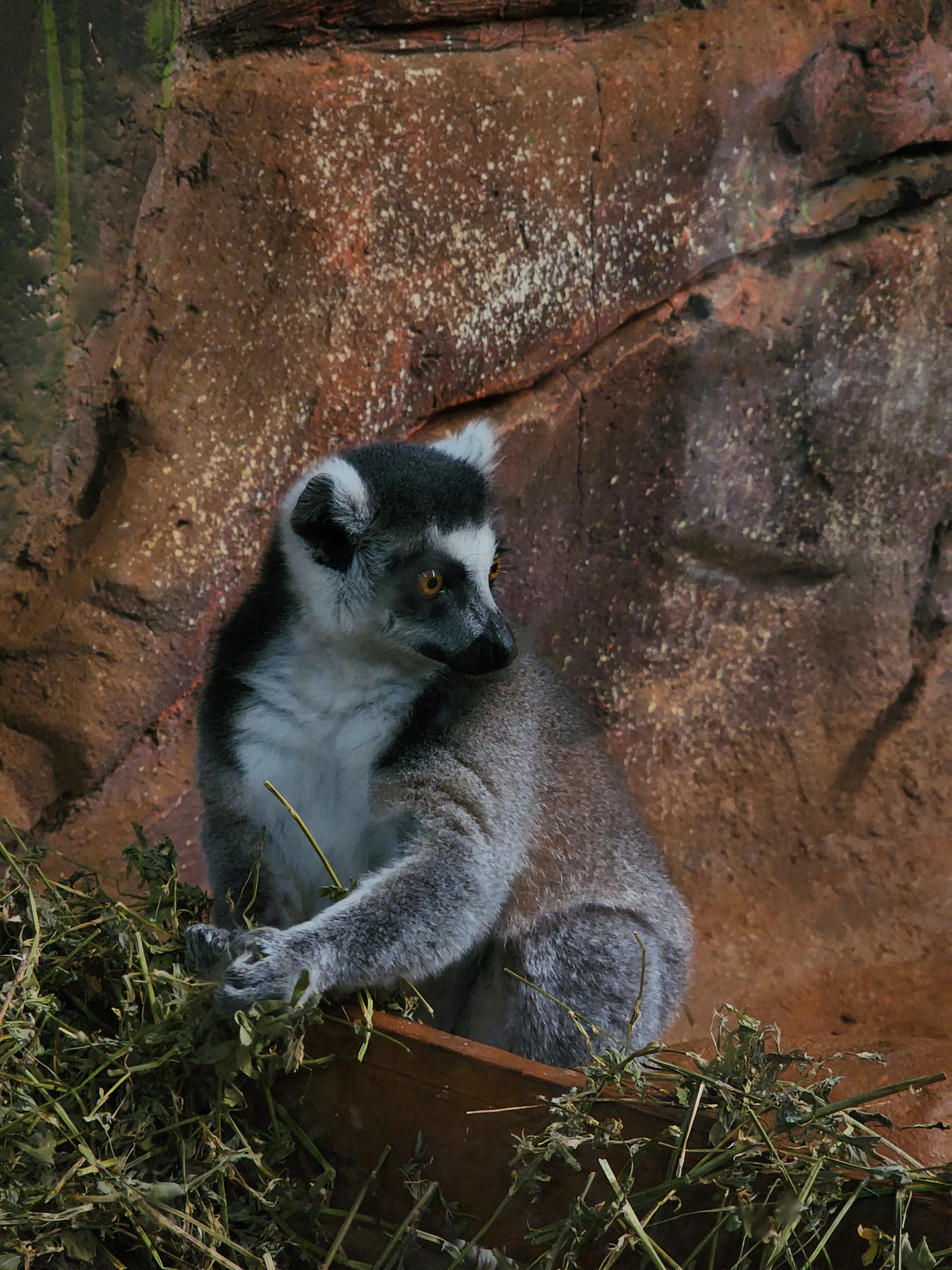 Ring-Tailed Lemur in São Paulo Zoo Enclosure · Free Stock Photo