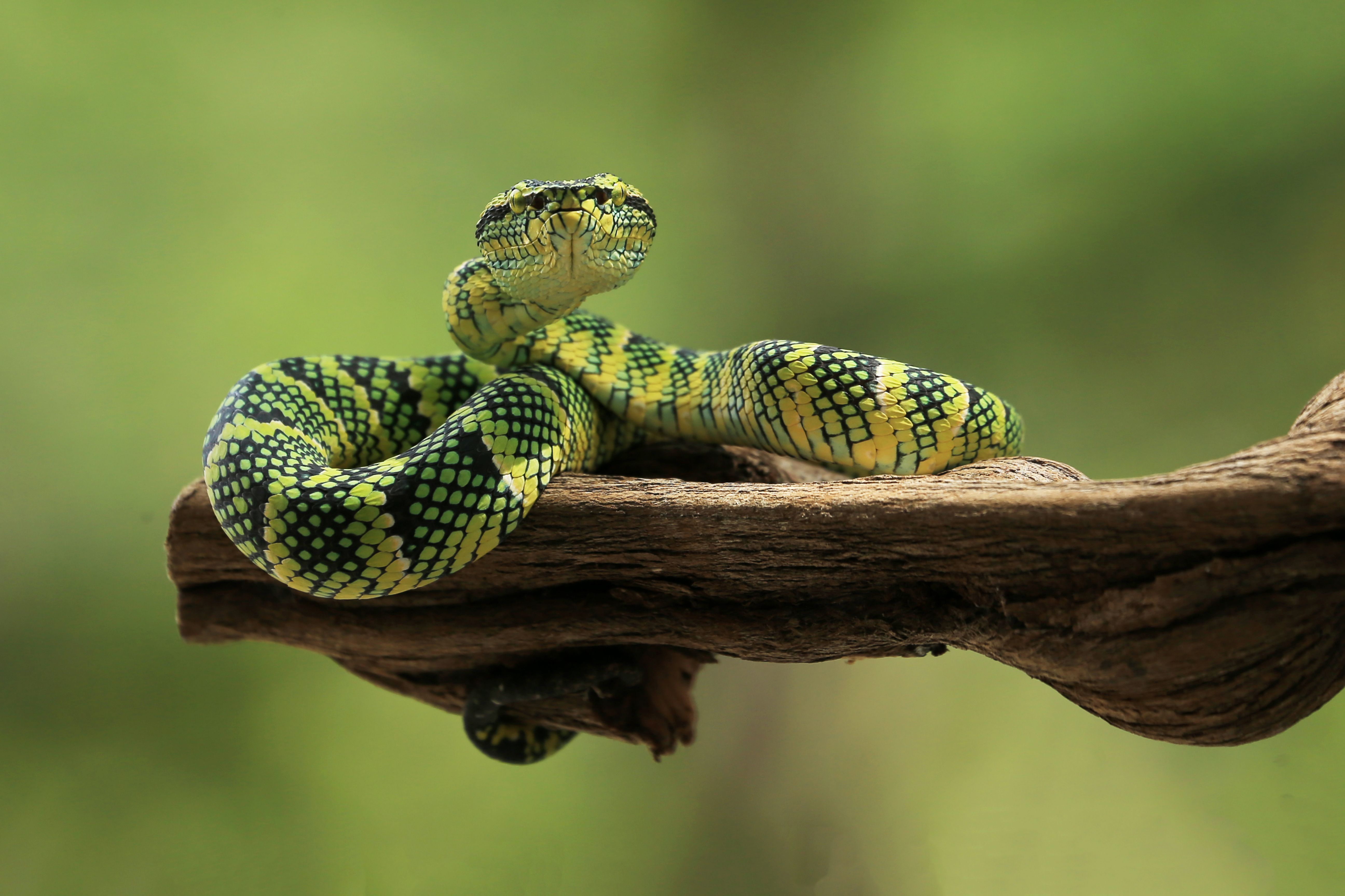 Vibrant Green Snake Coiling on Tree Branch · Free Stock Photo