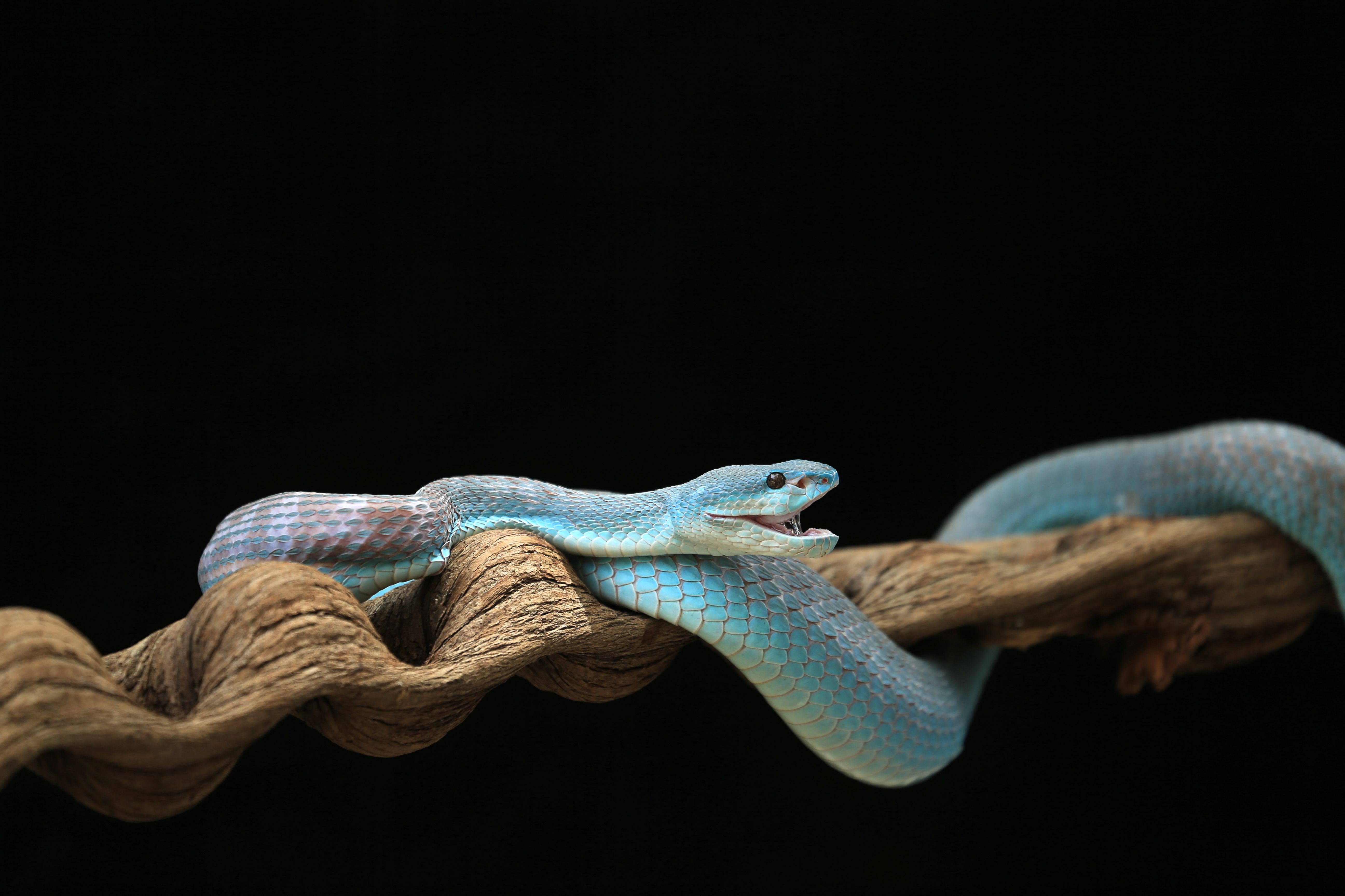 Blue Viper Snake