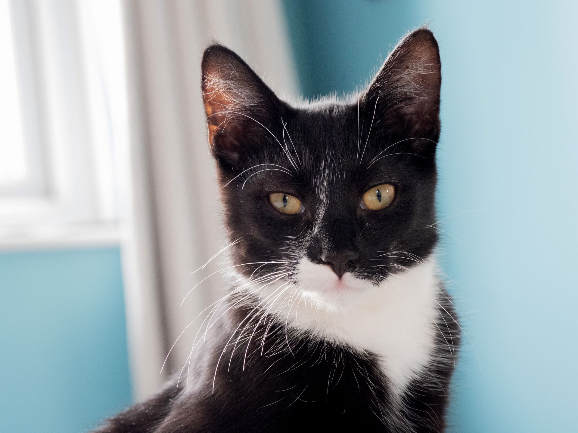 Discovering the Unique American Shorthair Calico Cat Breed