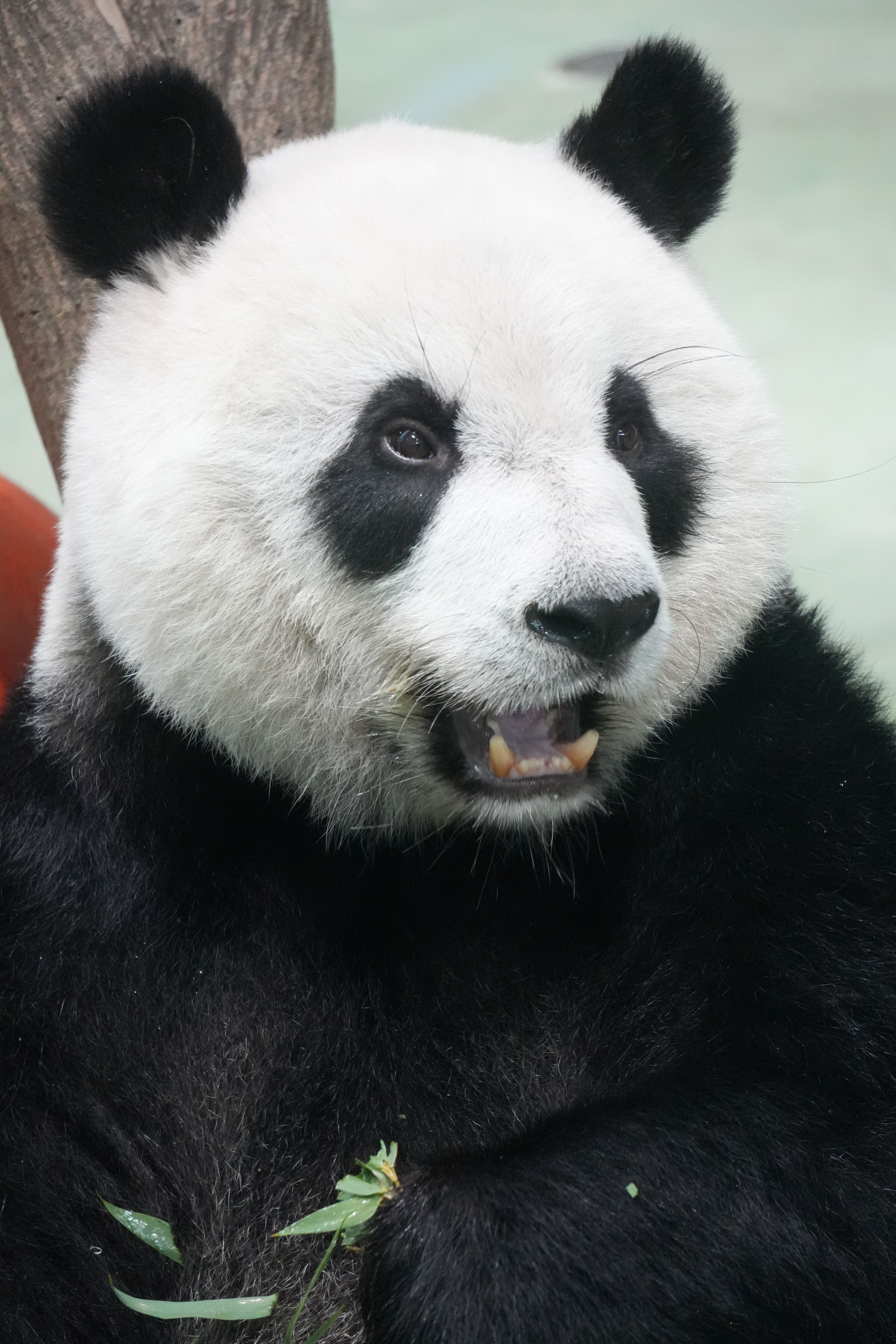 Free Adorable giant panda with black and white fur, looking content ...