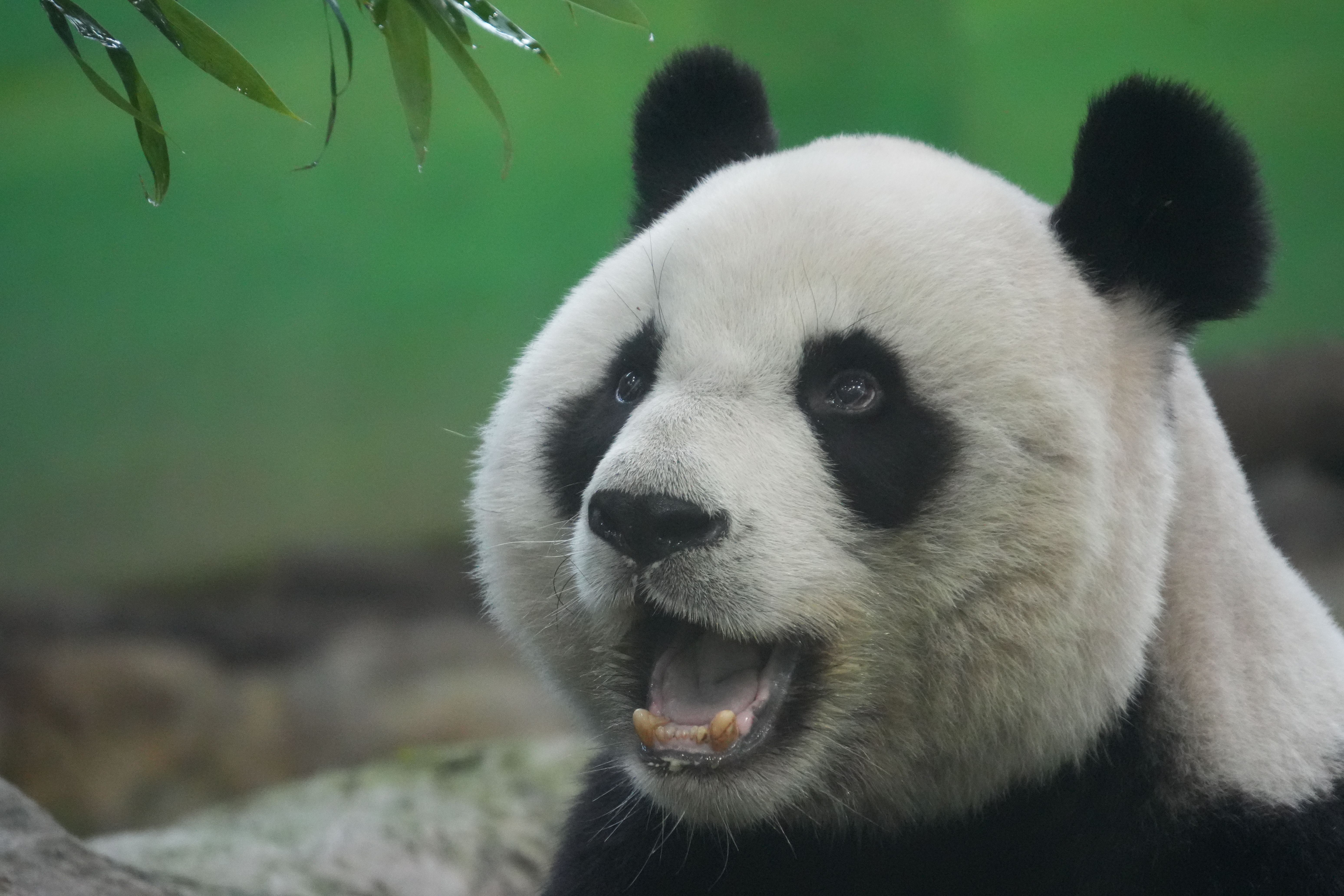 Panda+Cats Photos, Download The BEST Free Panda+Cats Stock Photos & HD ...