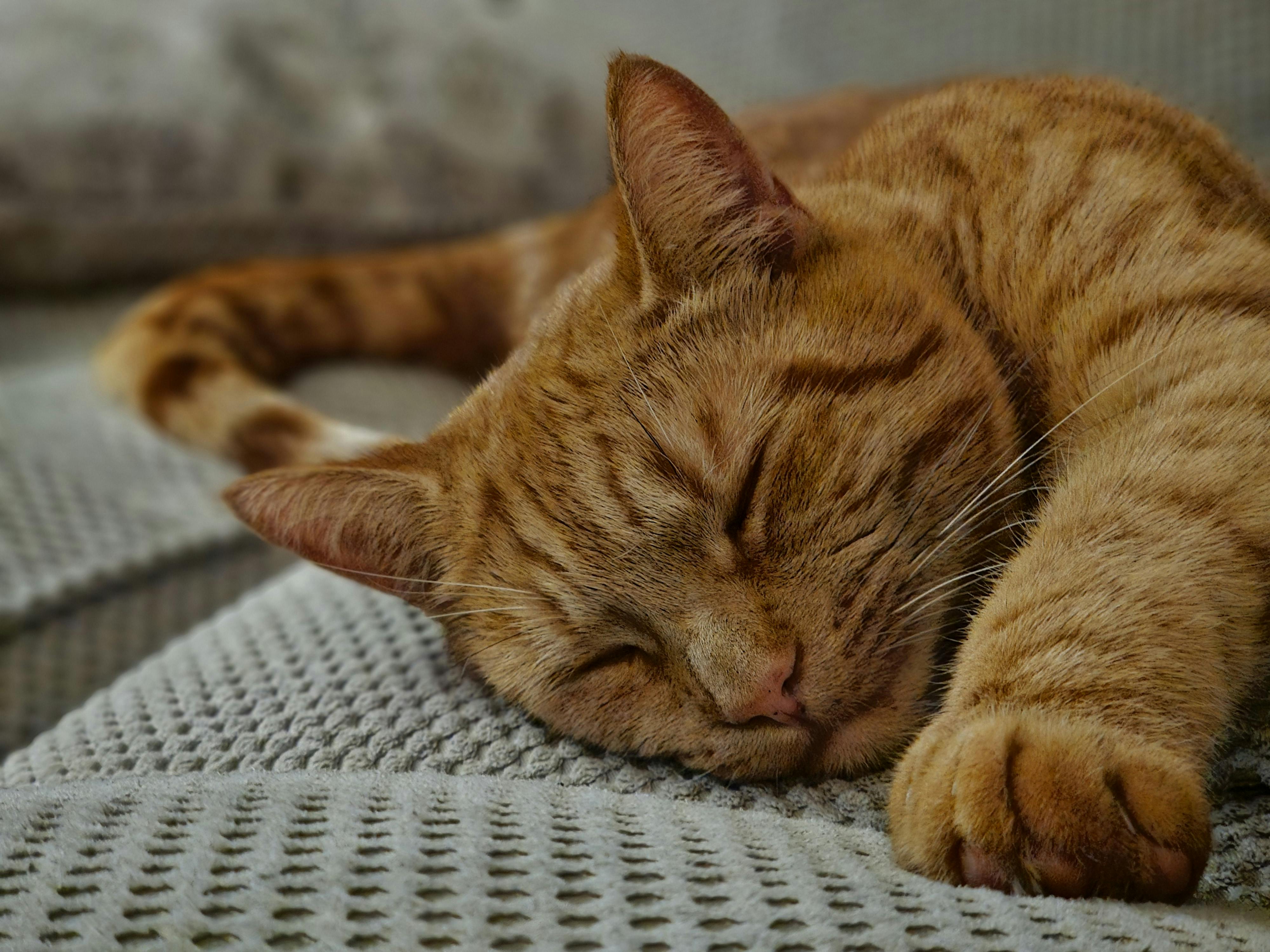 Ginger Cat Photos, Download The BEST Free Ginger Cat Stock Photos & HD ...