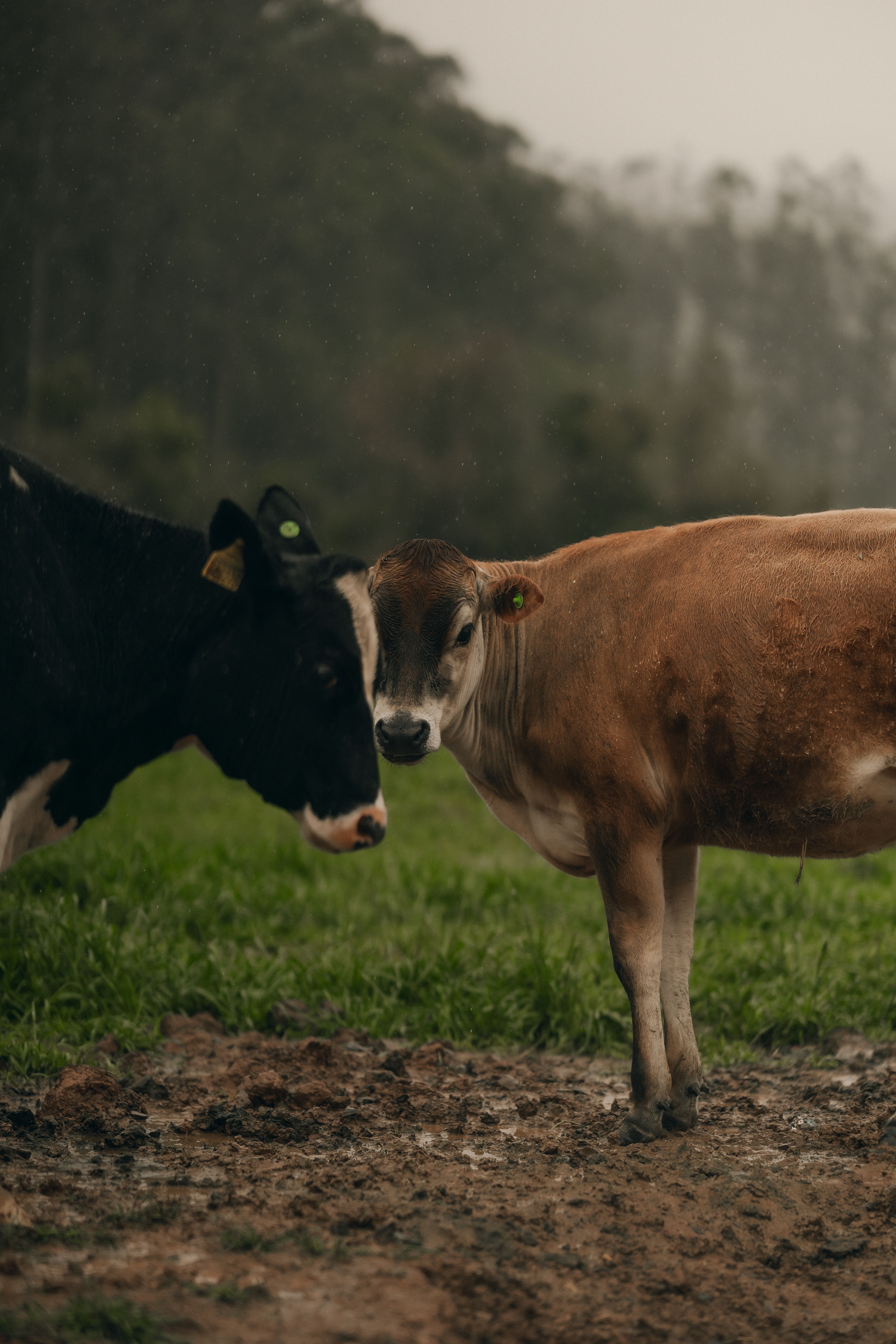 Cow Images For Children Photos, Download The BEST Free Cow Images For ...