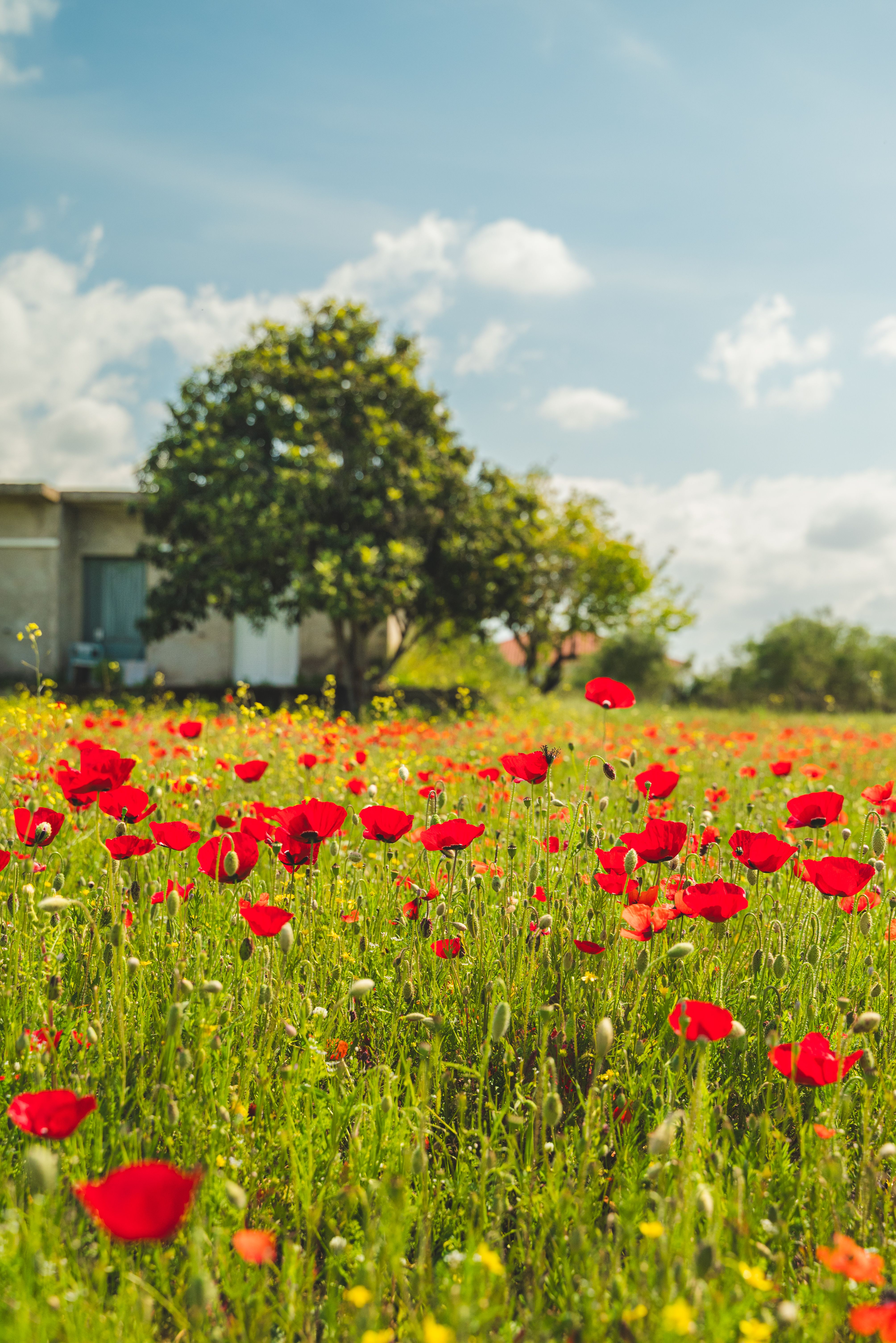 Spring Field of Red Poppies in Greece · Free Stock Photo