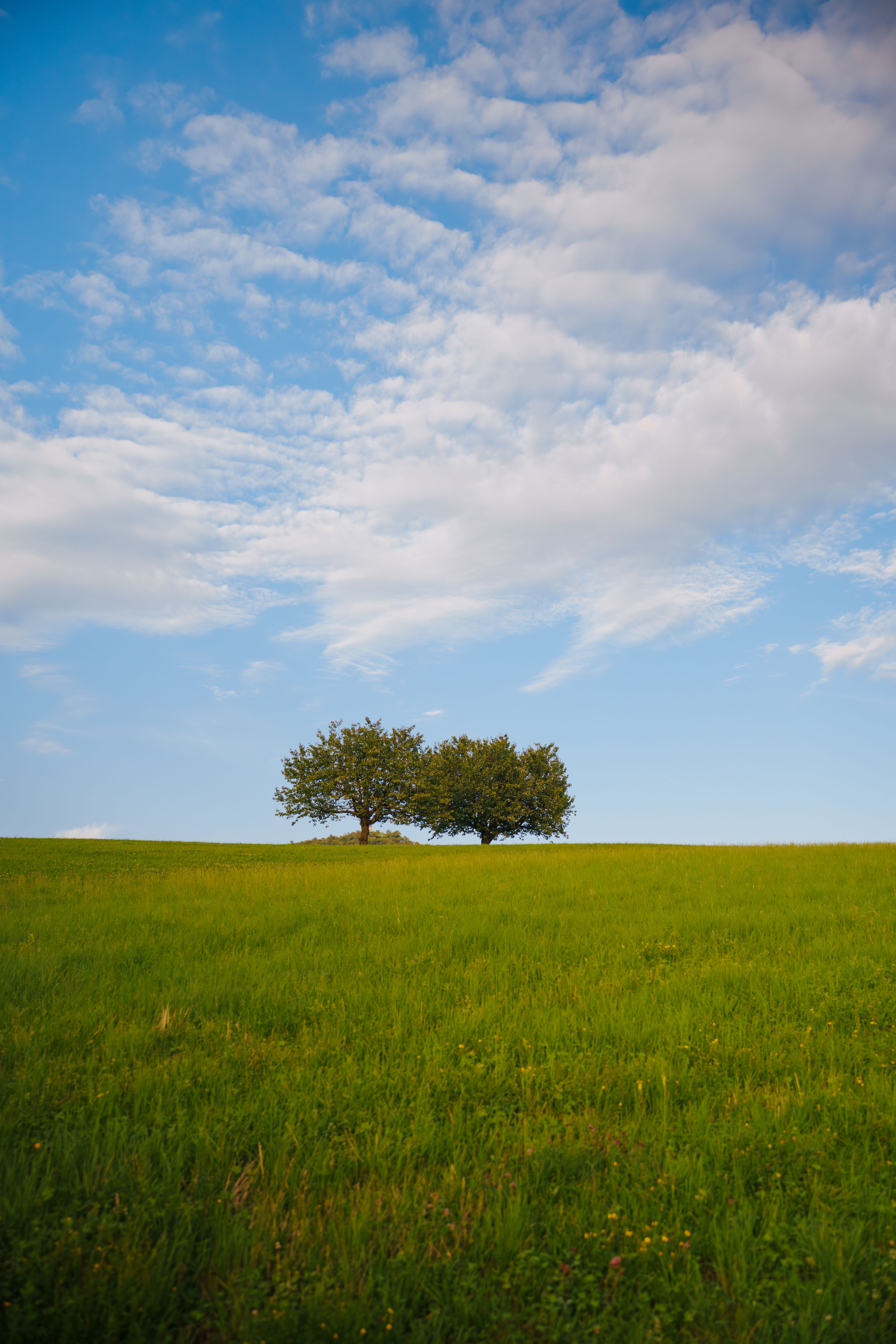 Green Tree on Grass Field during Daytime · Free Stock Photo