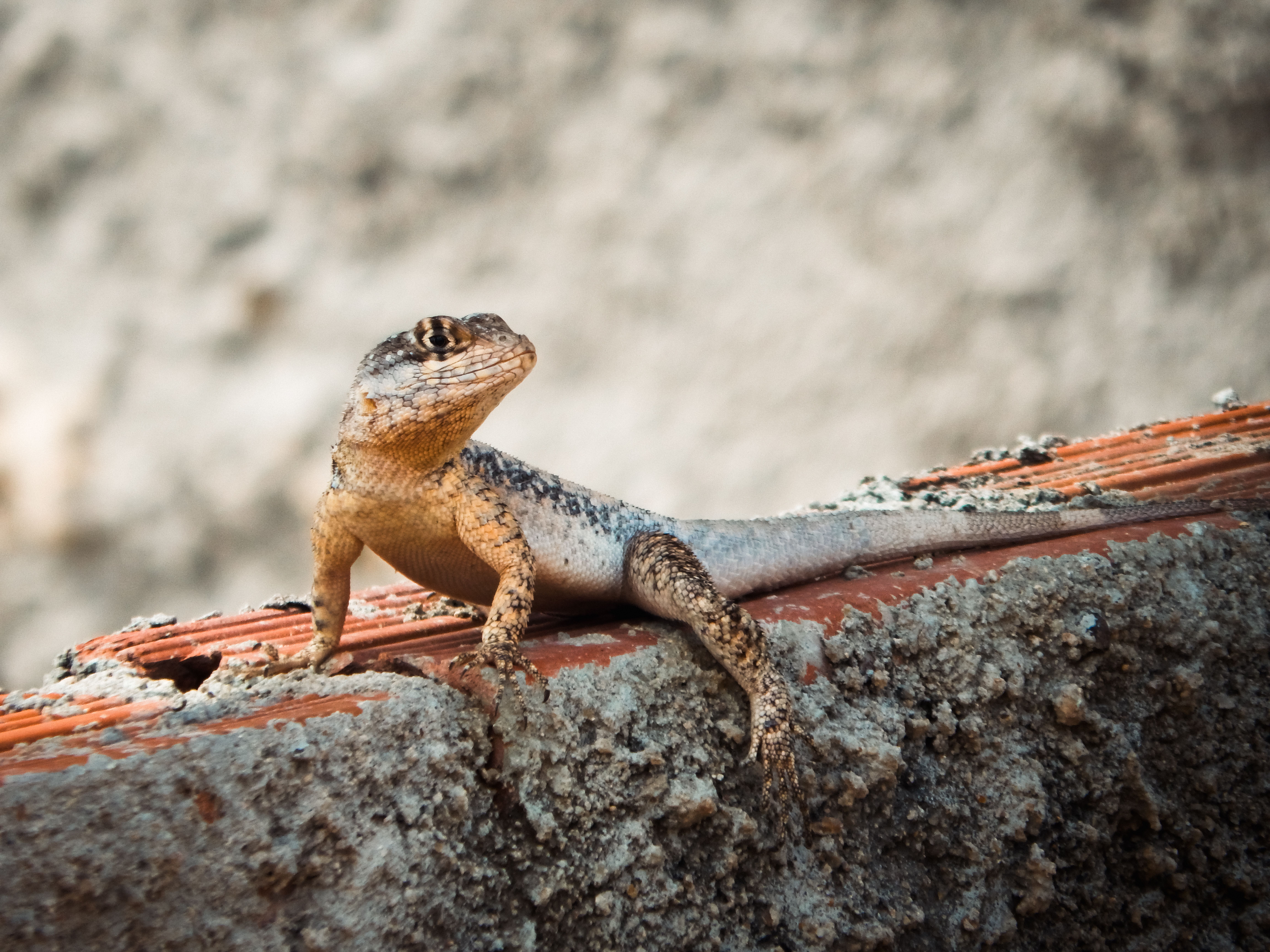 Cute Lizard Photos, Download The BEST Free Cute Lizard Stock Photos ...