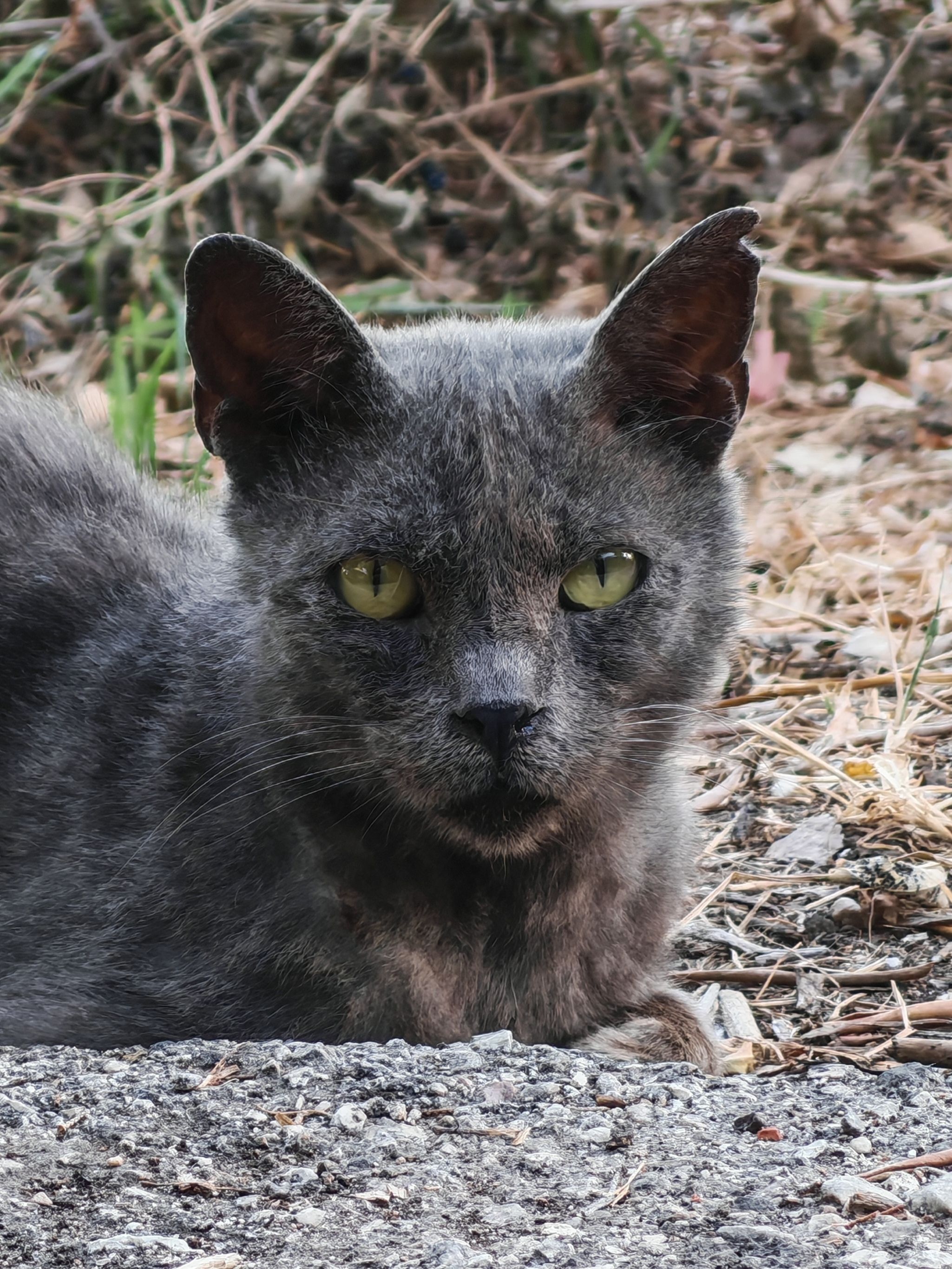 Close-up of a Grey Cat with Intense Eyes Outdoors · Free Stock Photo