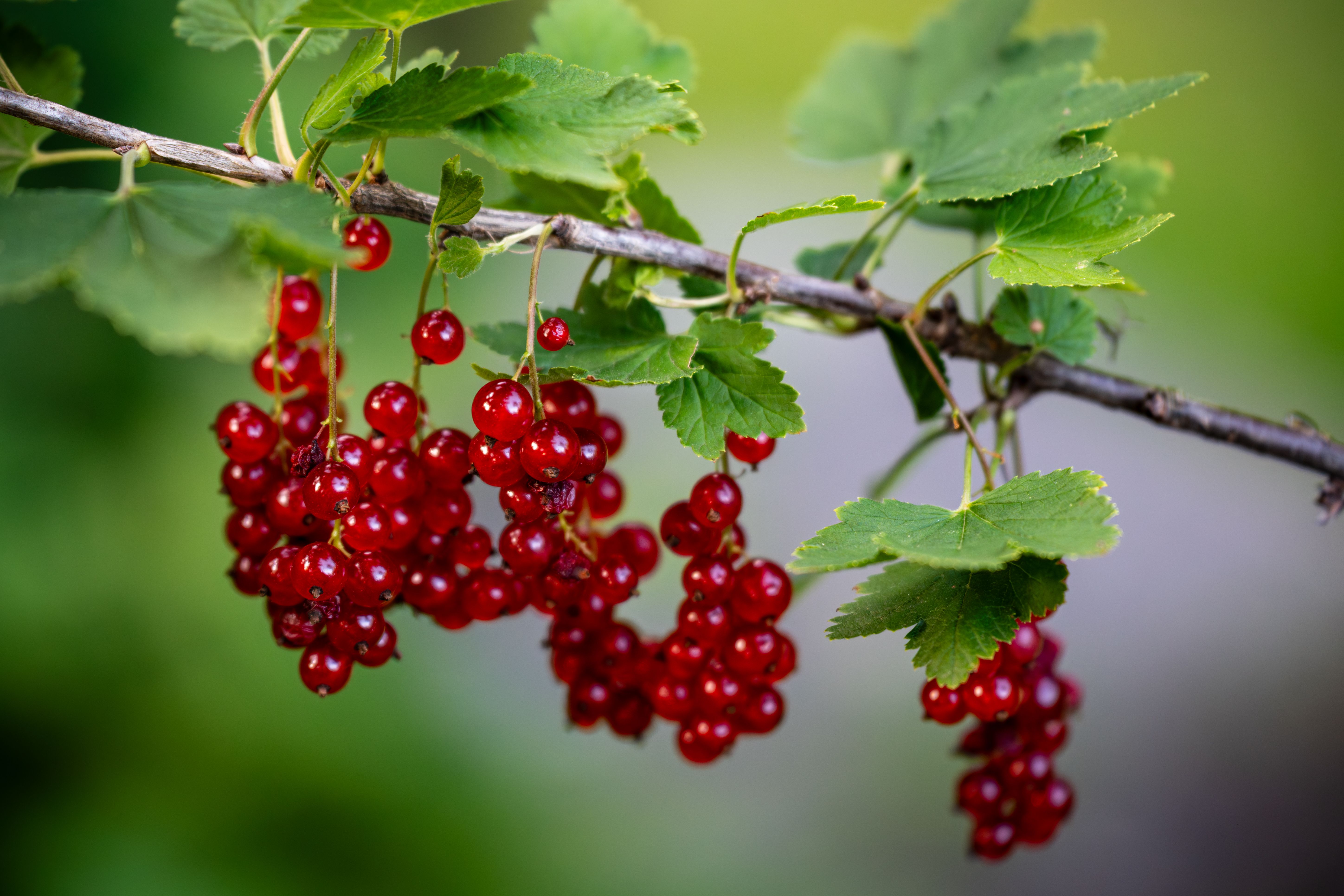 Black Currant Photos, Download The BEST Free Black Currant Stock Photos ...