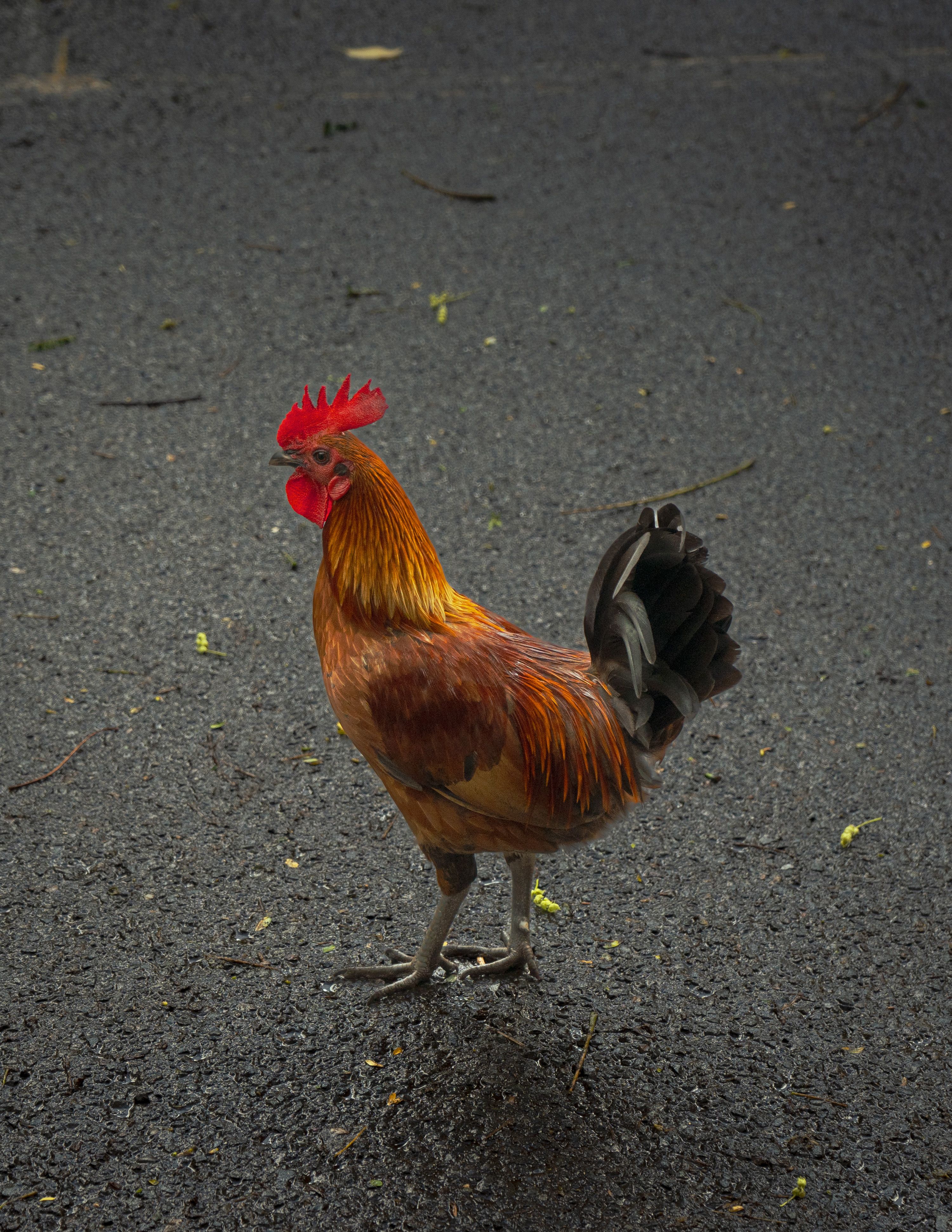 Colorful Rooster on Hawaiian Road · Free Stock Photo