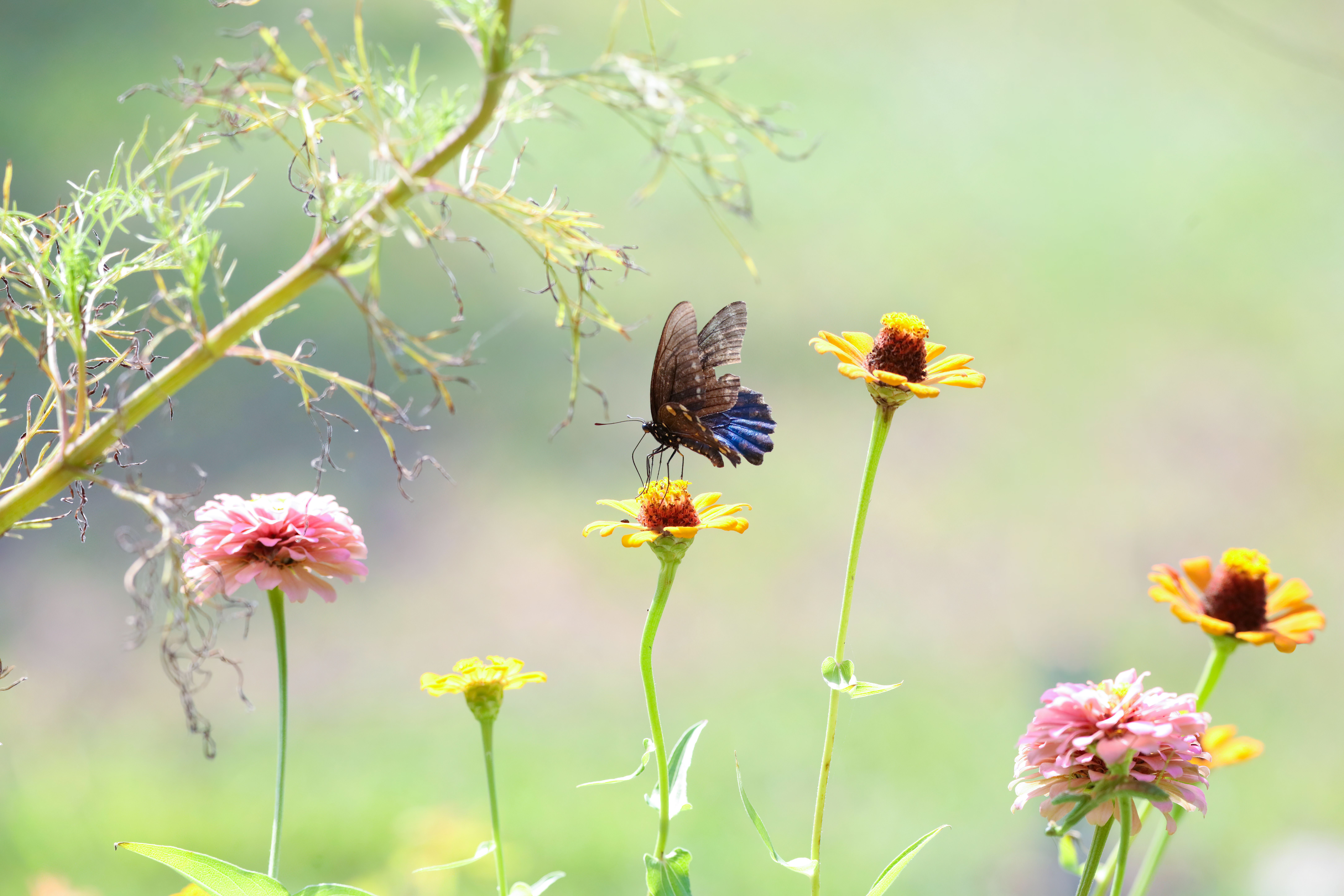 Vibrant Butterfly on Blooming Wildflowers · Free Stock Photo