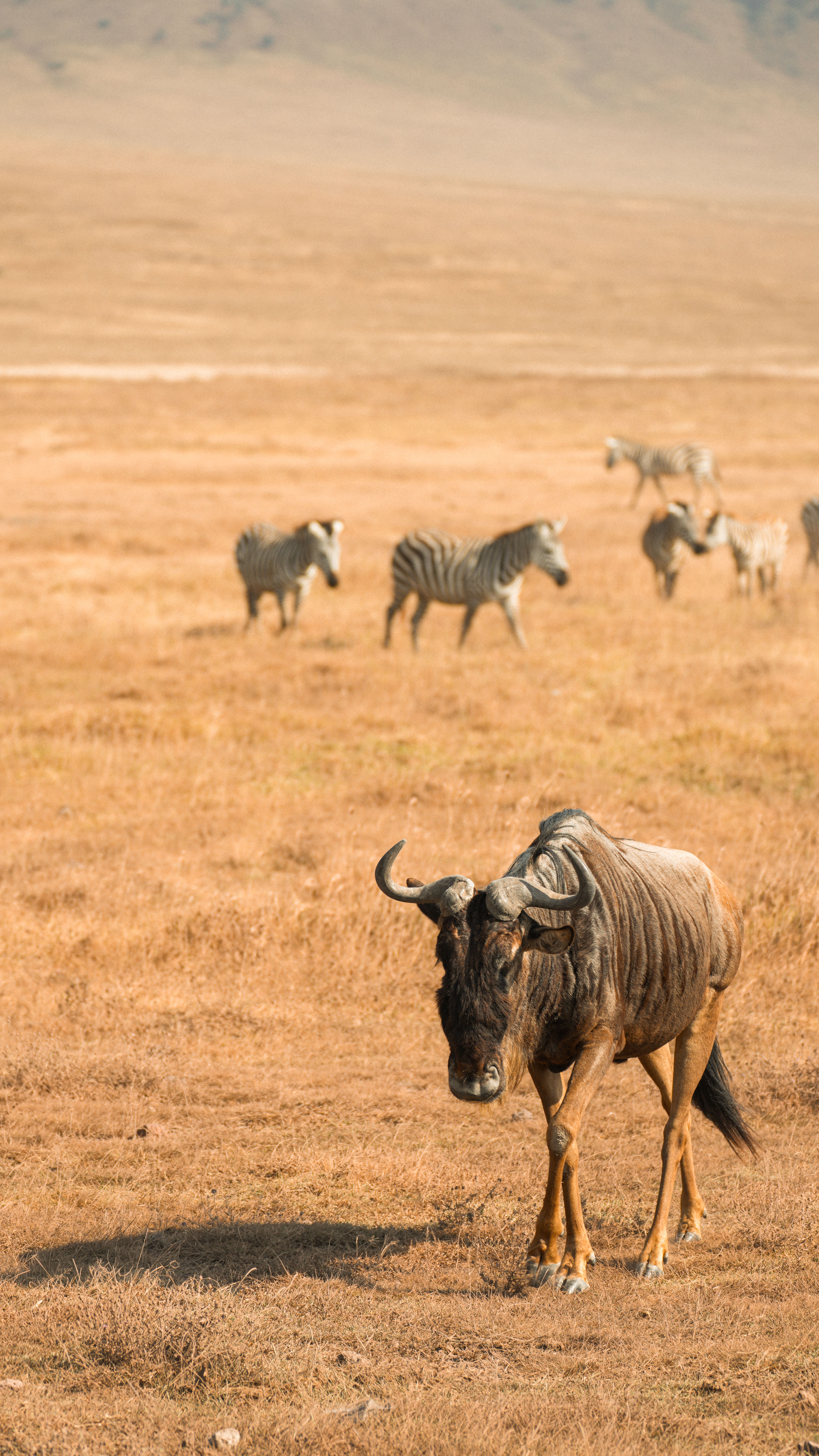 The Great Migration Tanzania Photos, Download The BEST Free The Great ...