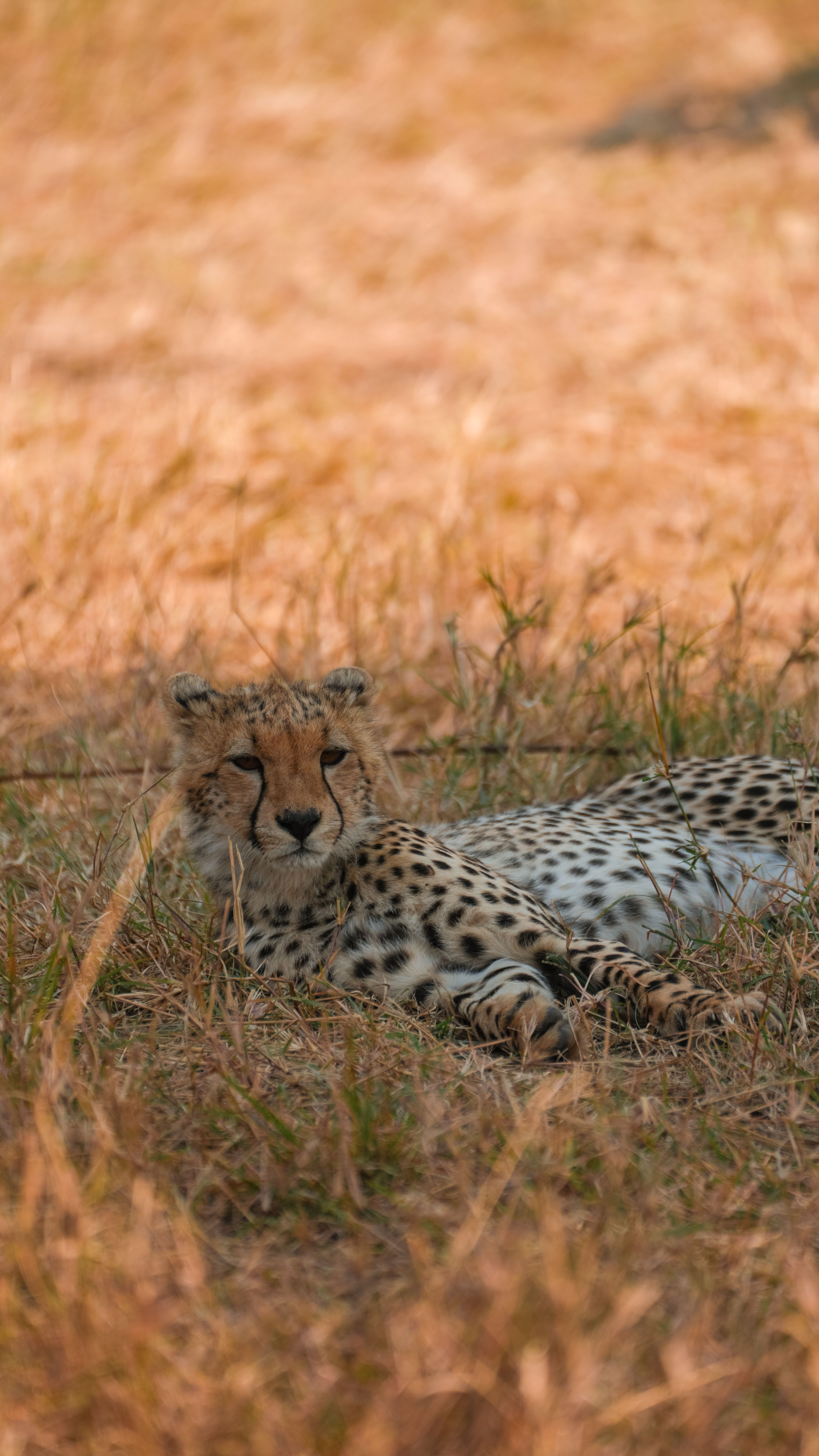 Relaxing Cheetah in Serengeti Plains · Free Stock Photo