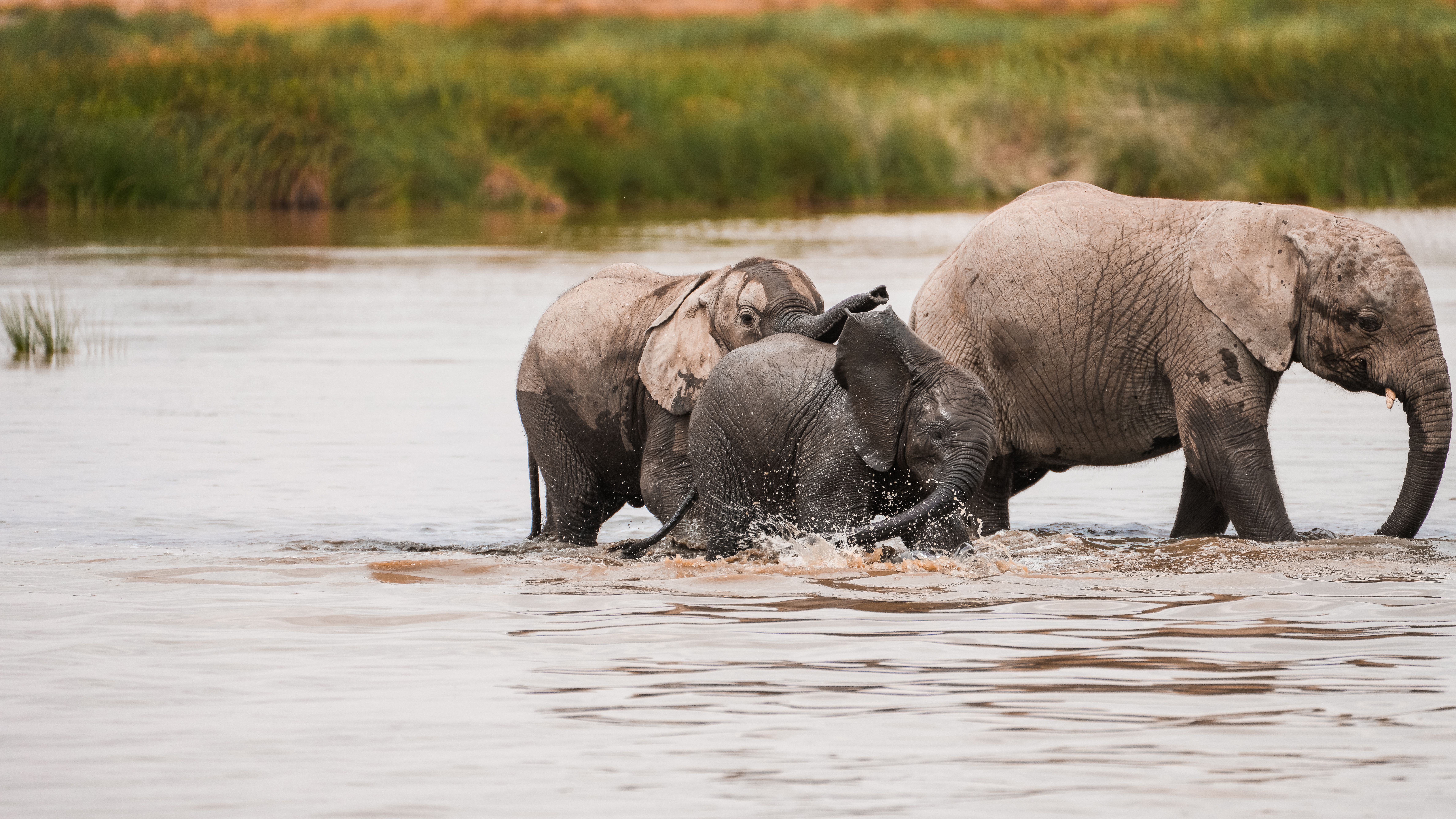 African Elephants Playing in Tanzanian River · Free Stock Photo