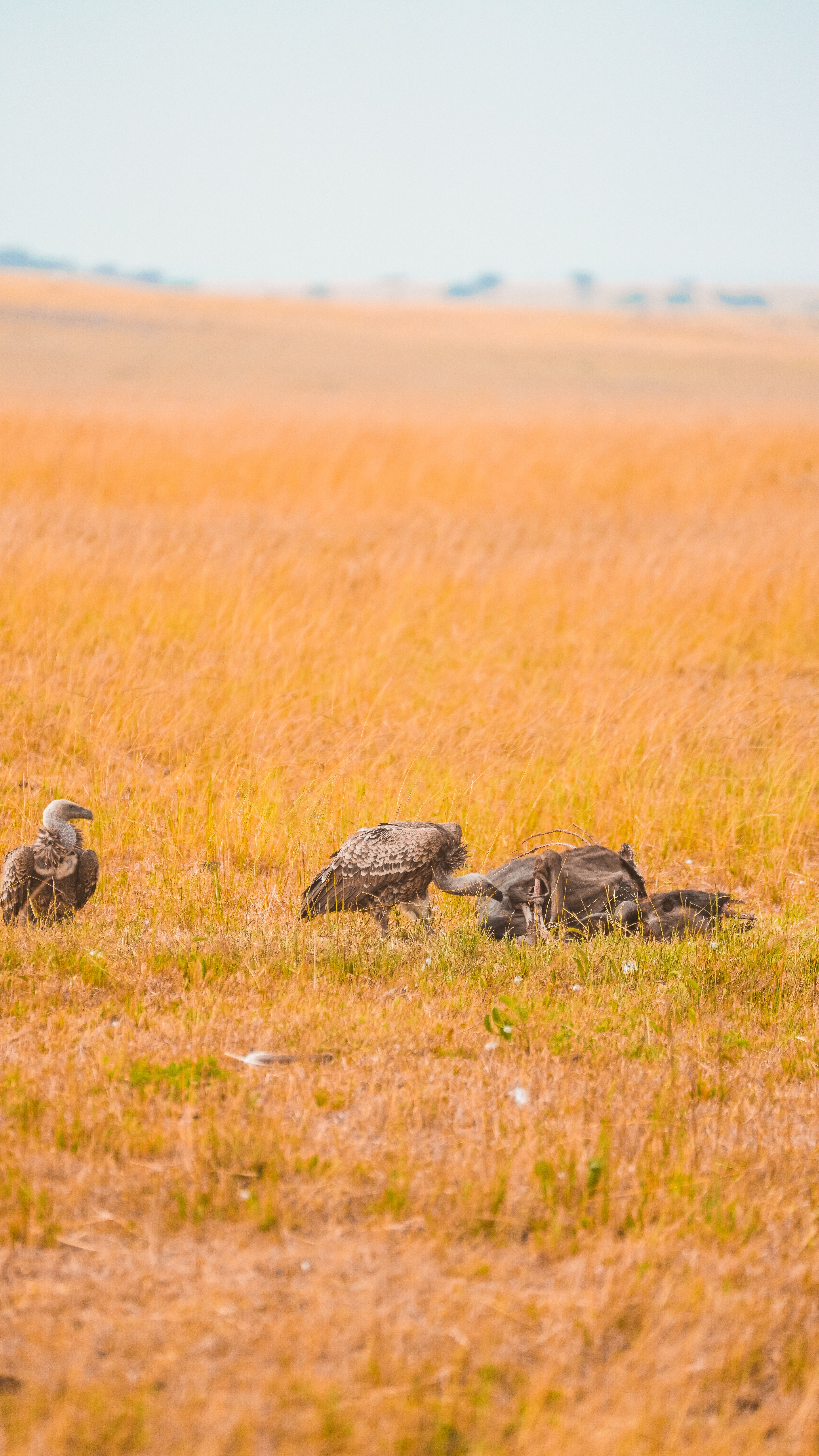 Vultures Eating Photos, Download The BEST Free Vultures Eating Stock ...