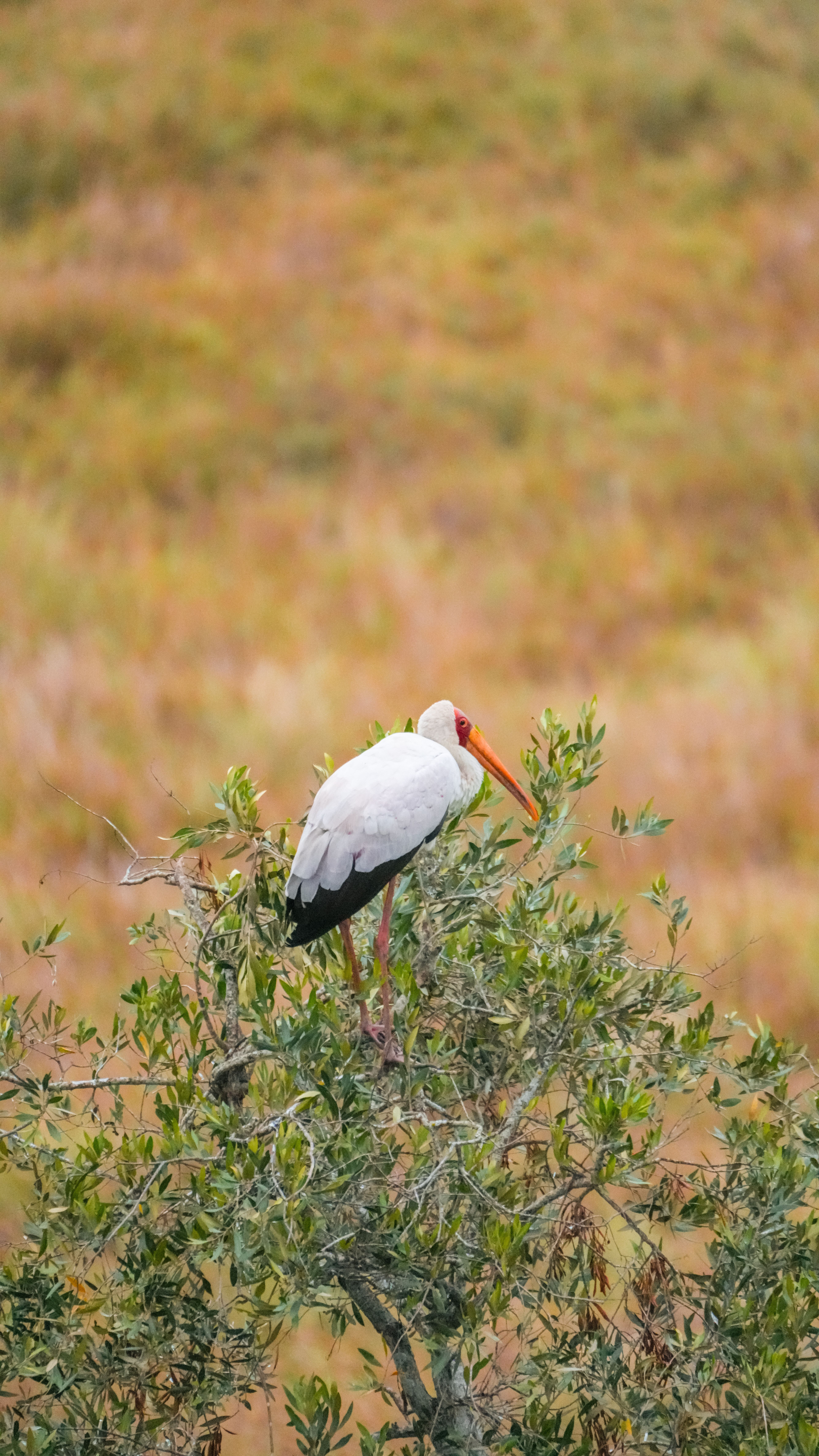 African Yellow-billed Stork in Kenyan Wilderness · Free Stock Photo
