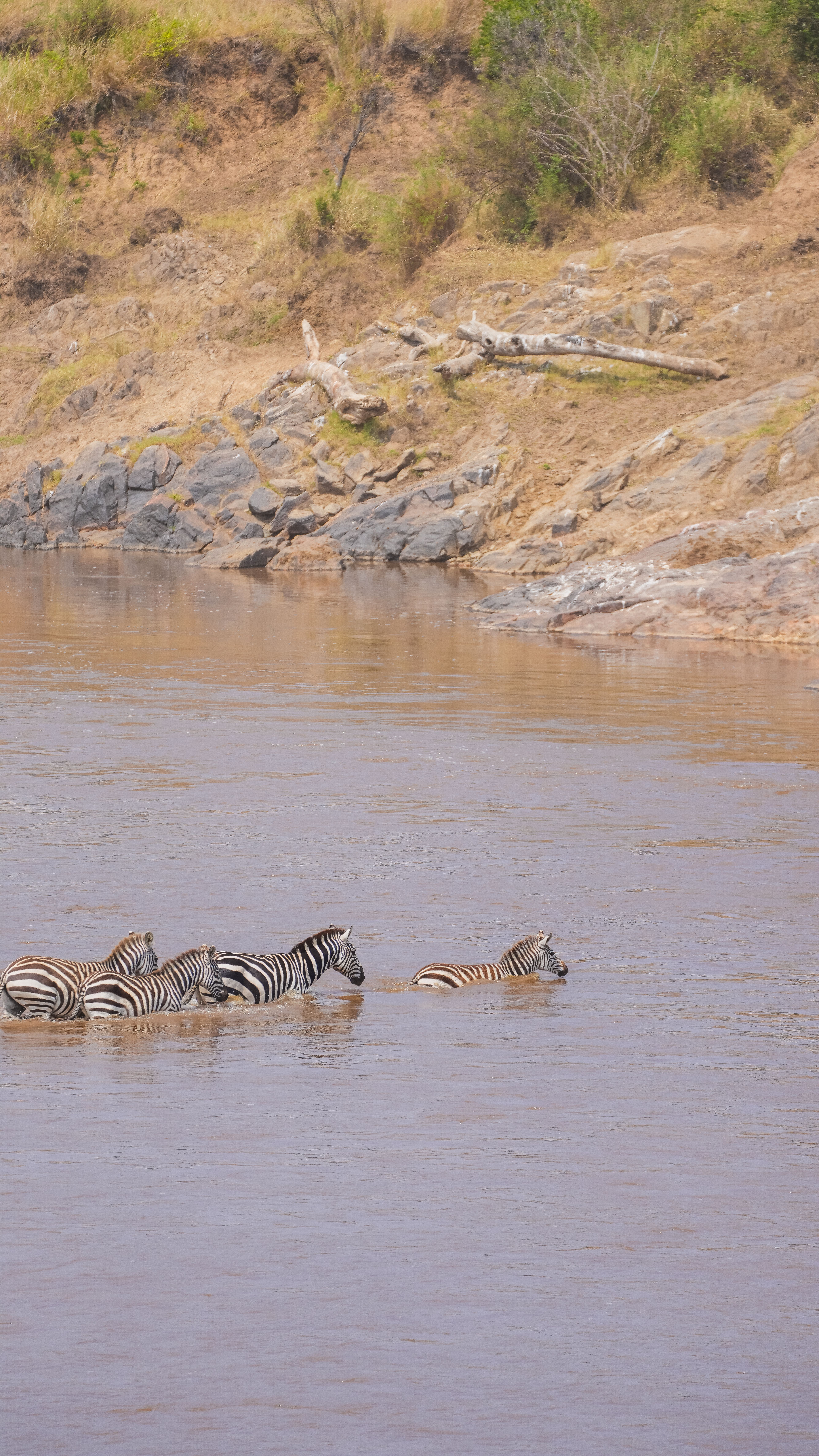 Zebras Crossing River in Kenyan Wilderness · Free Stock Photo