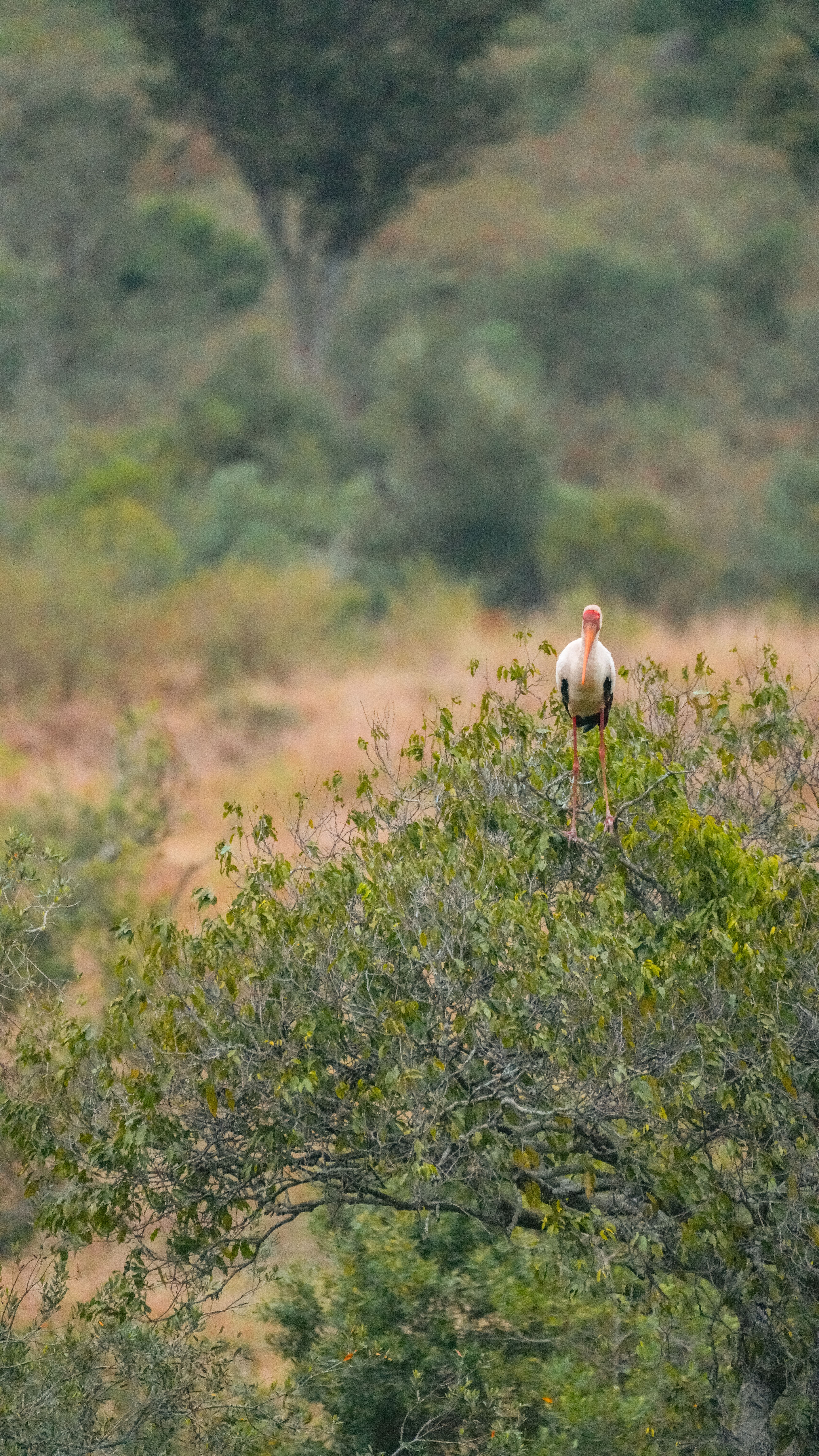 Yellow-Billed Stork Posing in Kenyan Wilderness · Free Stock Photo