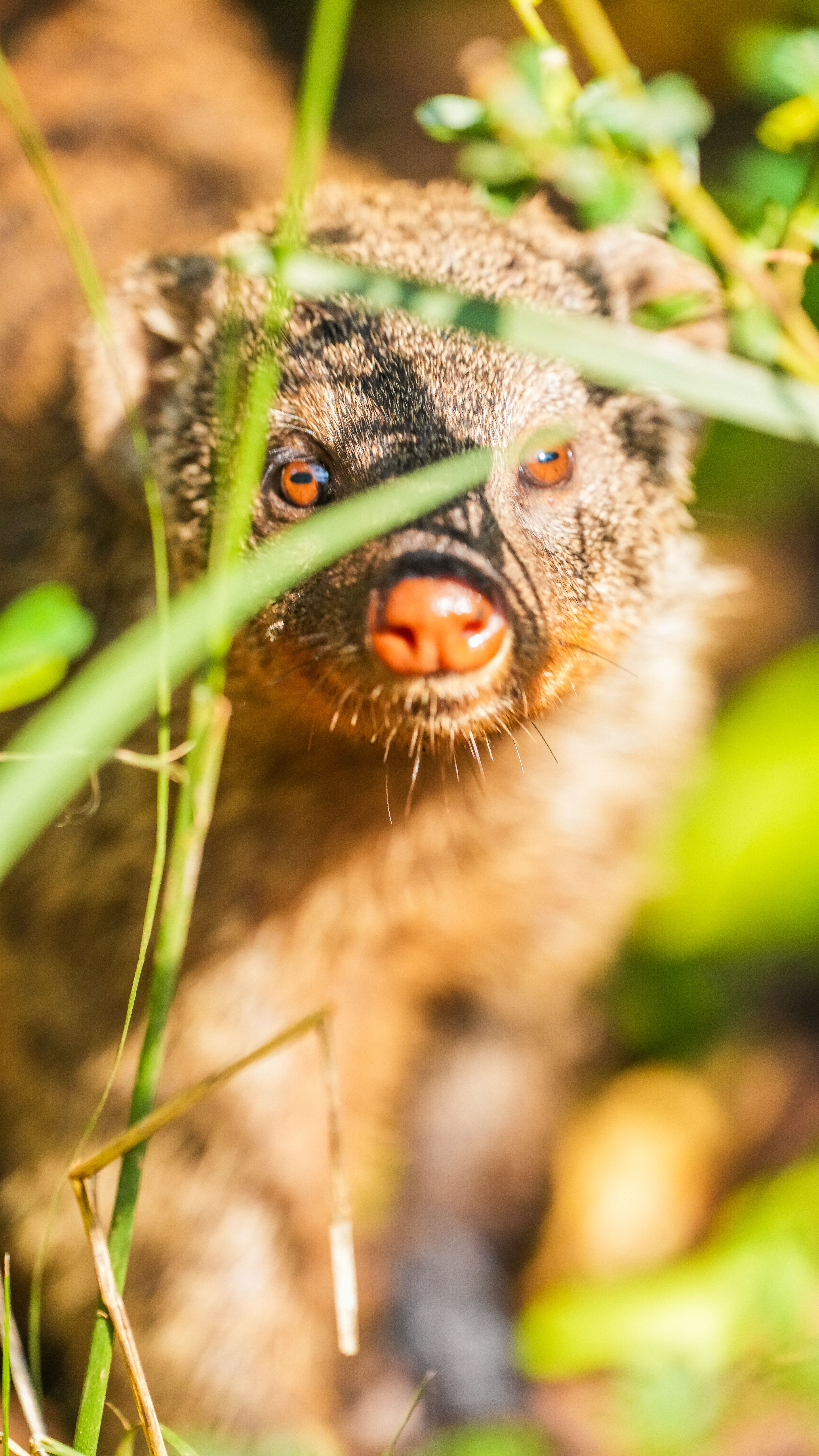 Mongoose Photos, Download The BEST Free Mongoose Stock Photos & HD Images