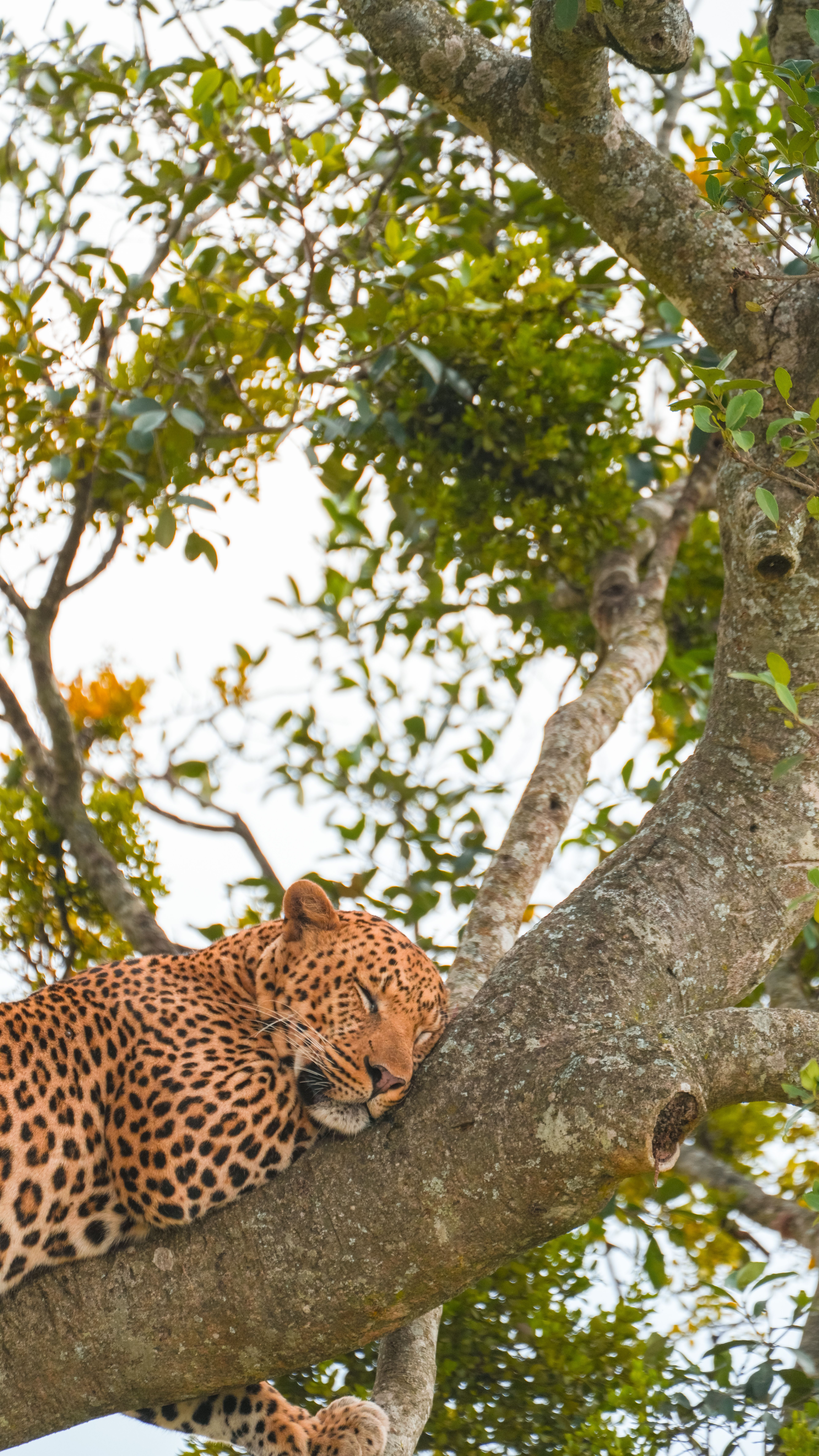African Leopard Lying on Tree Branches · Free Stock Photo